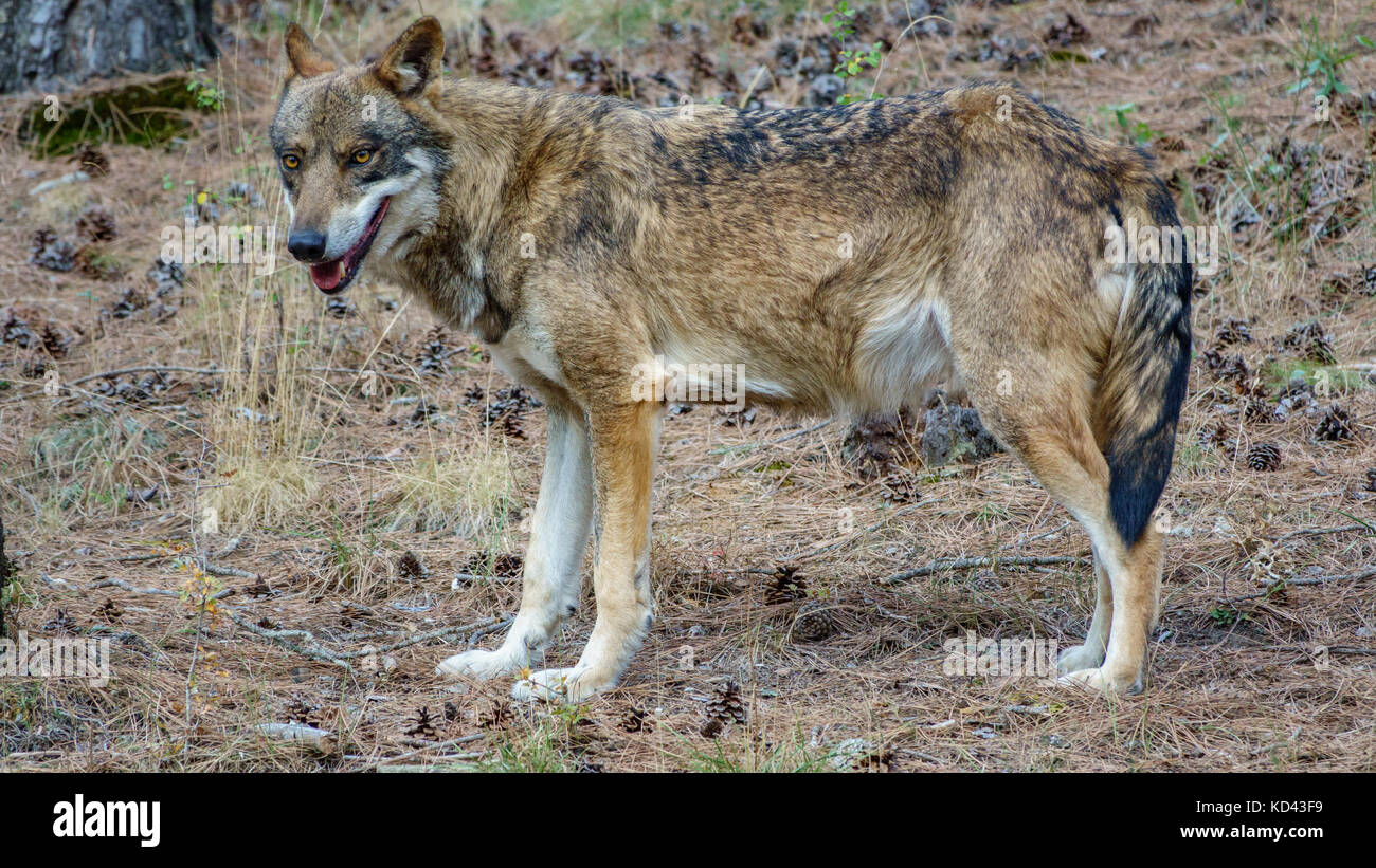 Canis Lupus Signatus profile view Stock Photo - Alamy