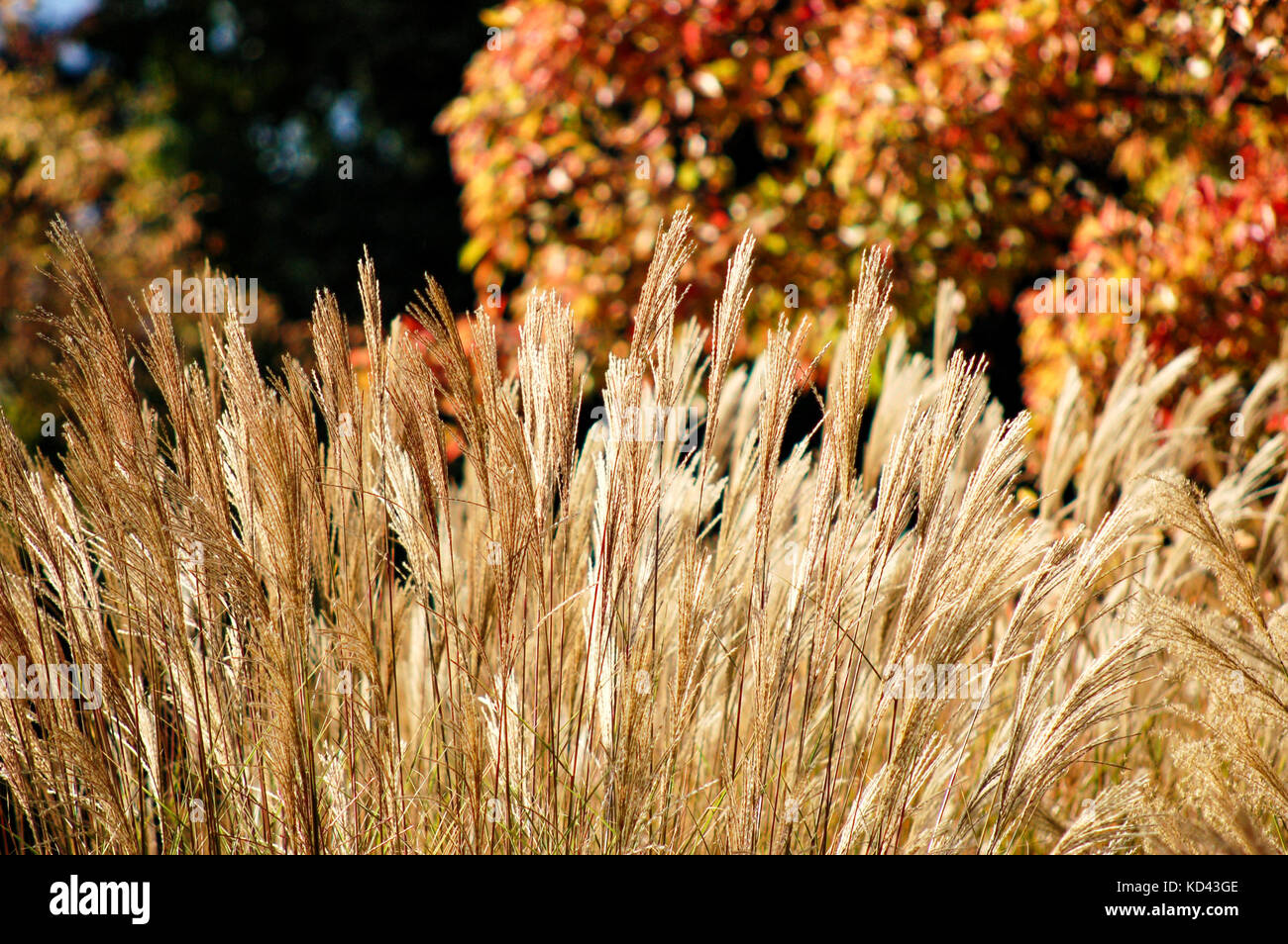 Tall grasses hi-res stock photography and images - Alamy
