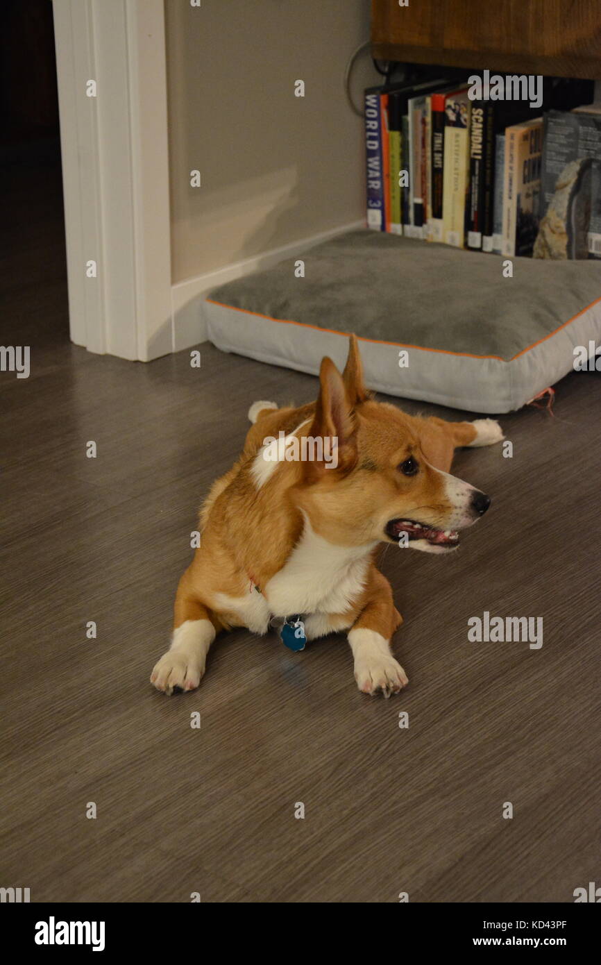 A cute Welsh Pembroke corgi playing and loafing about Stock Photo - Alamy