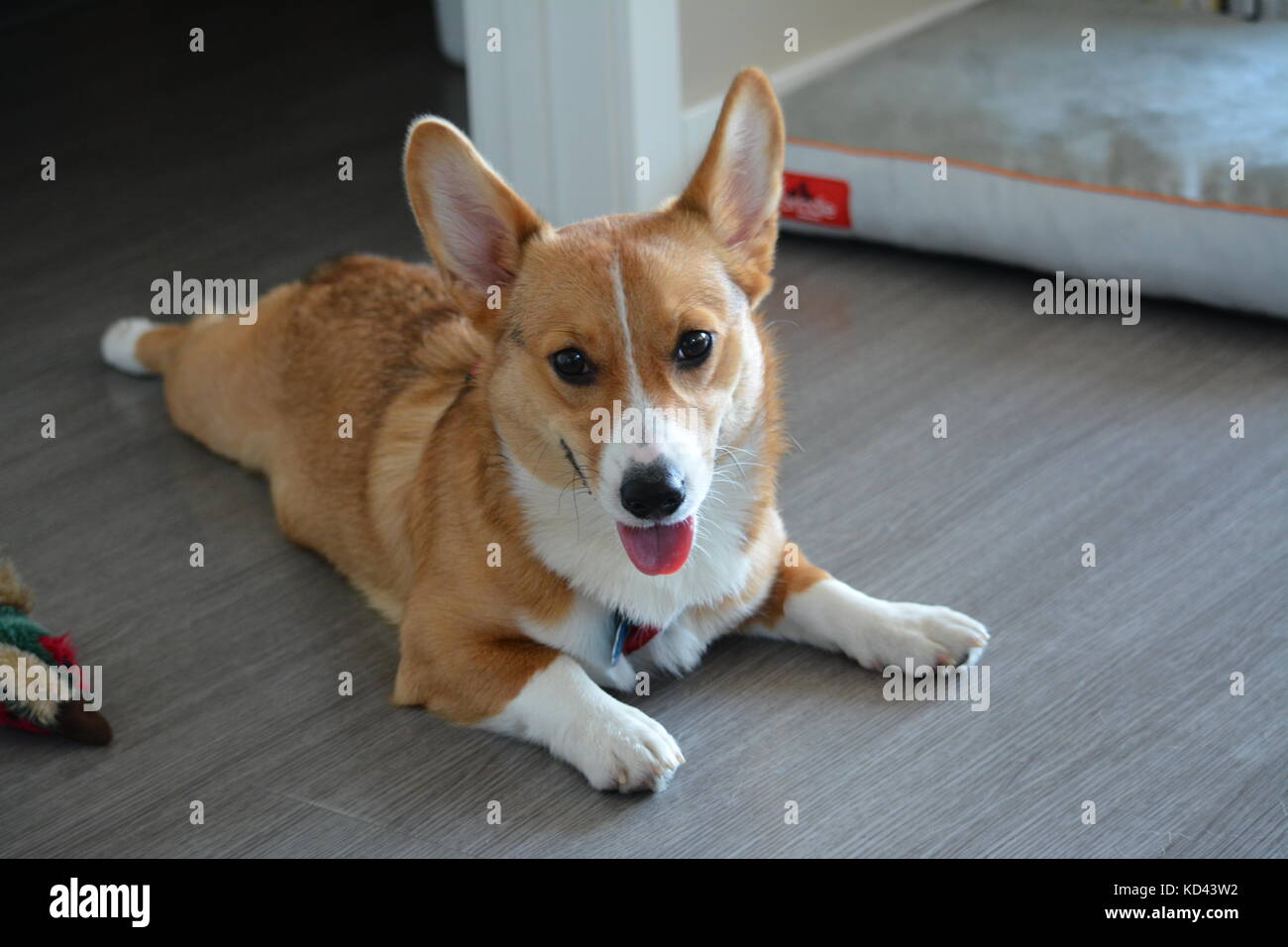 A cute Welsh Pembroke corgi playing and loafing about Stock Photo - Alamy