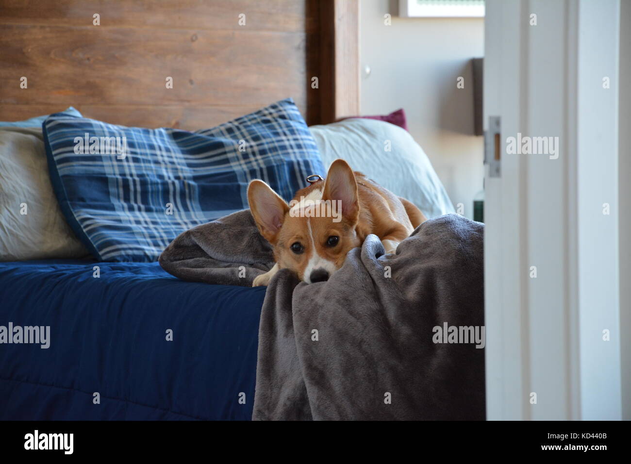 A red sable Welsh Pembroke Corgi puppy around his home in downtown ...
