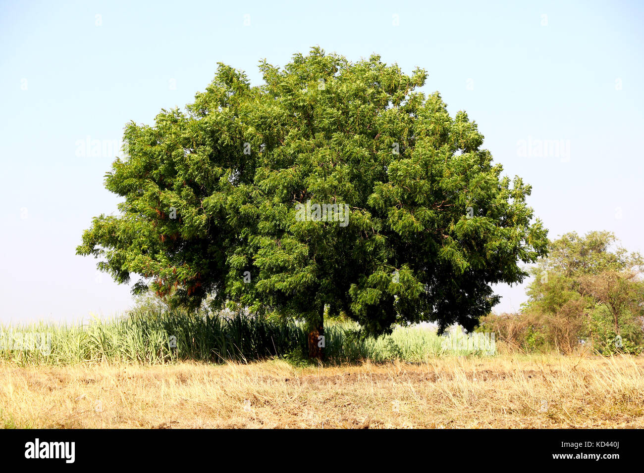 Tree in farm Stock Photo - Alamy