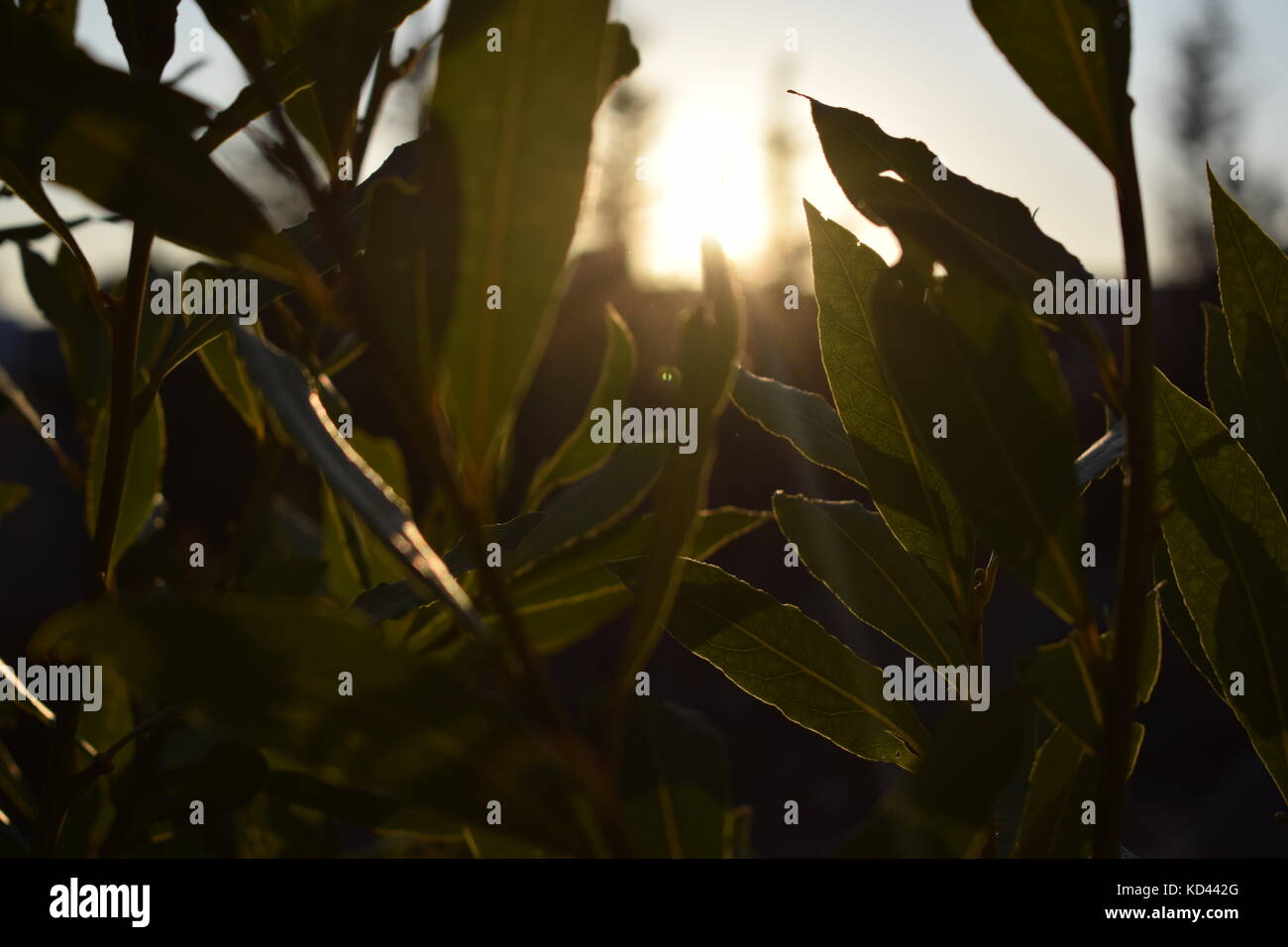 tree , sunset Stock Photo - Alamy