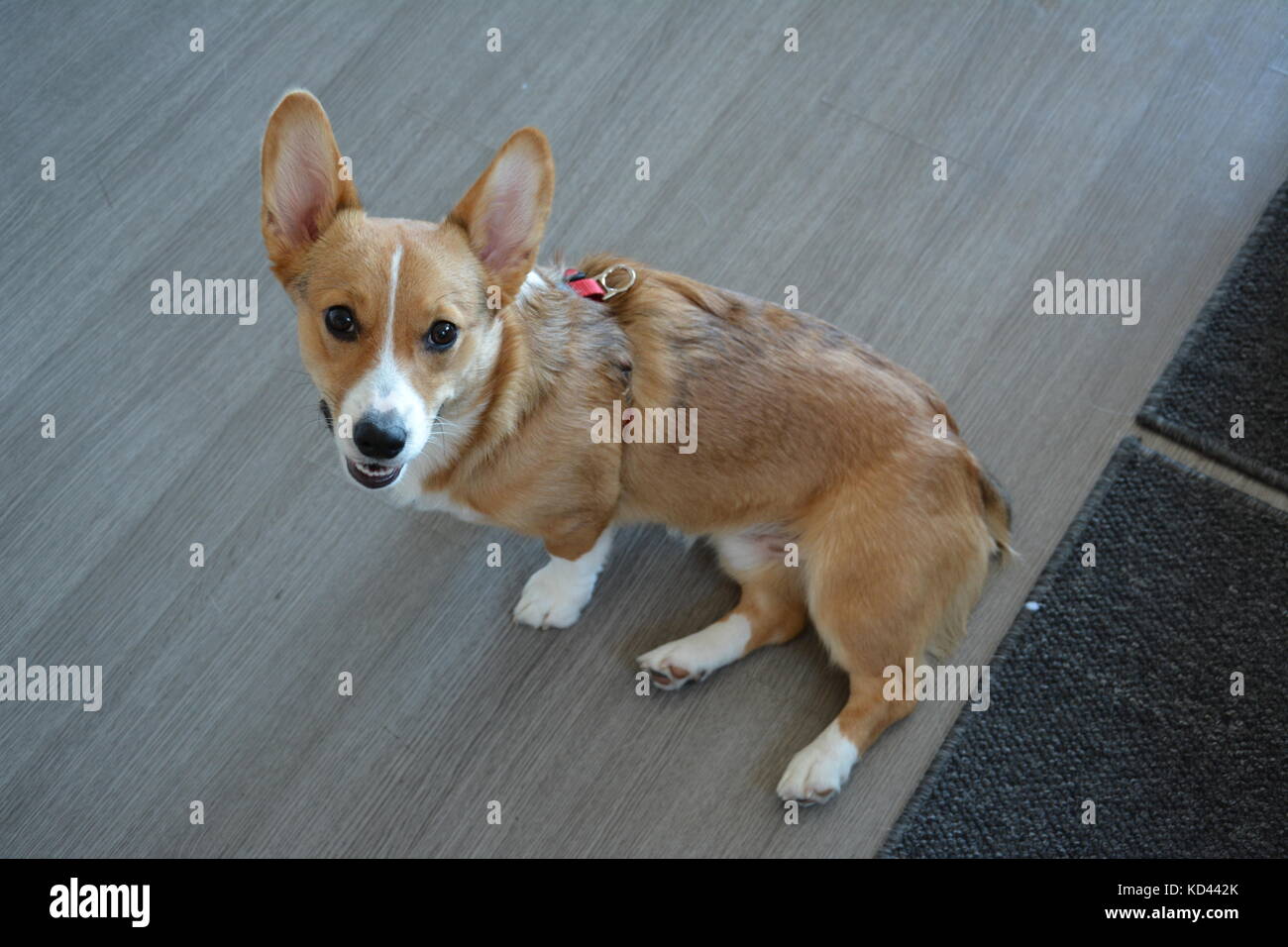 A red sable Welsh Pembroke Corgi puppy around his home in downtown ...