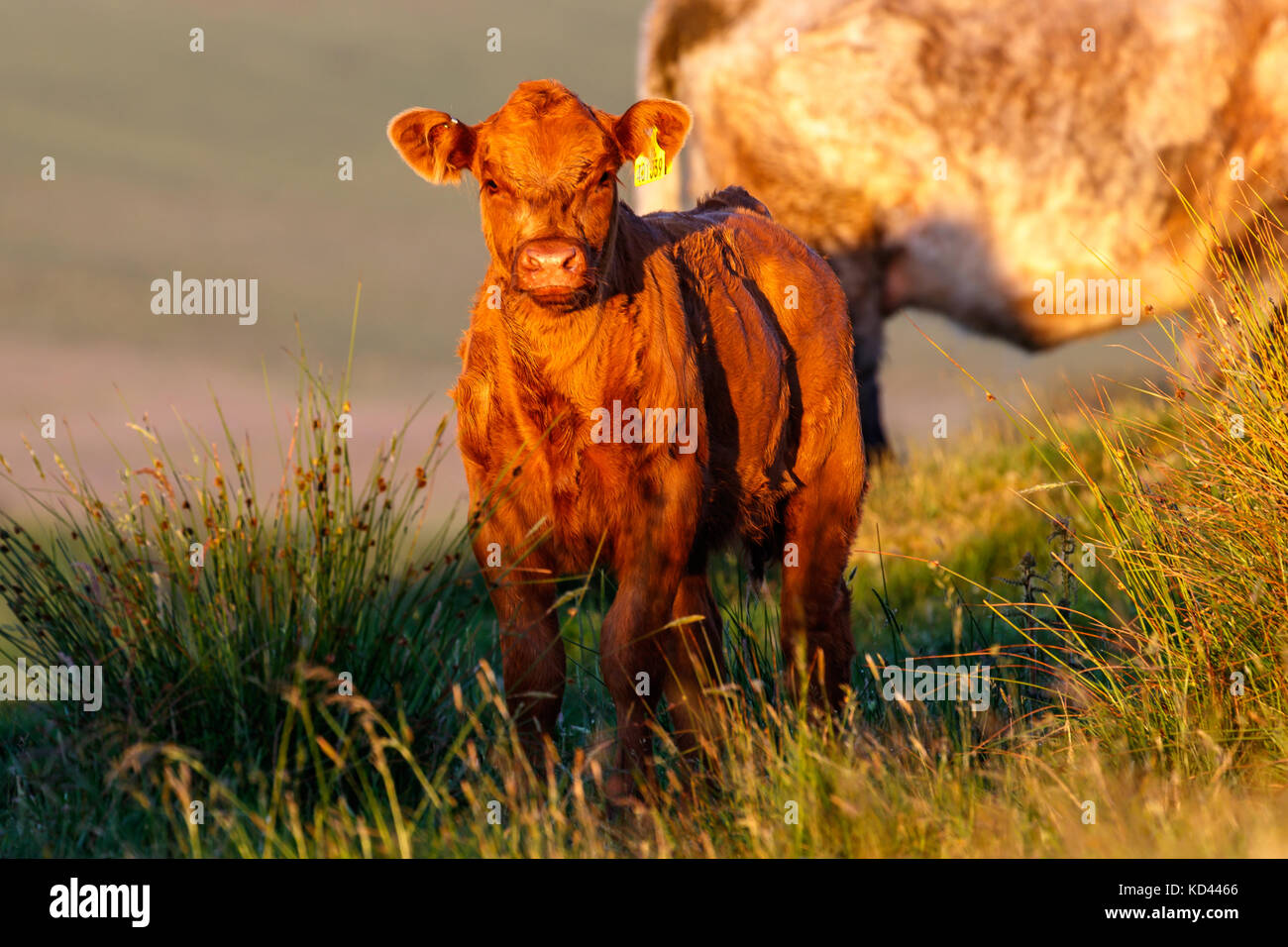 Rising calf hi-res stock photography and images - Alamy