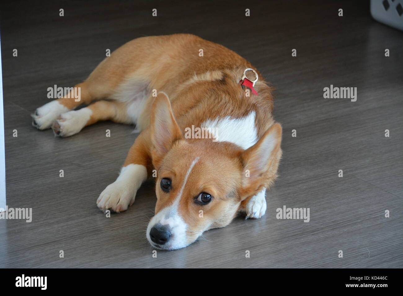 A red sable Welsh Pembroke Corgi puppy around his home in downtown ...