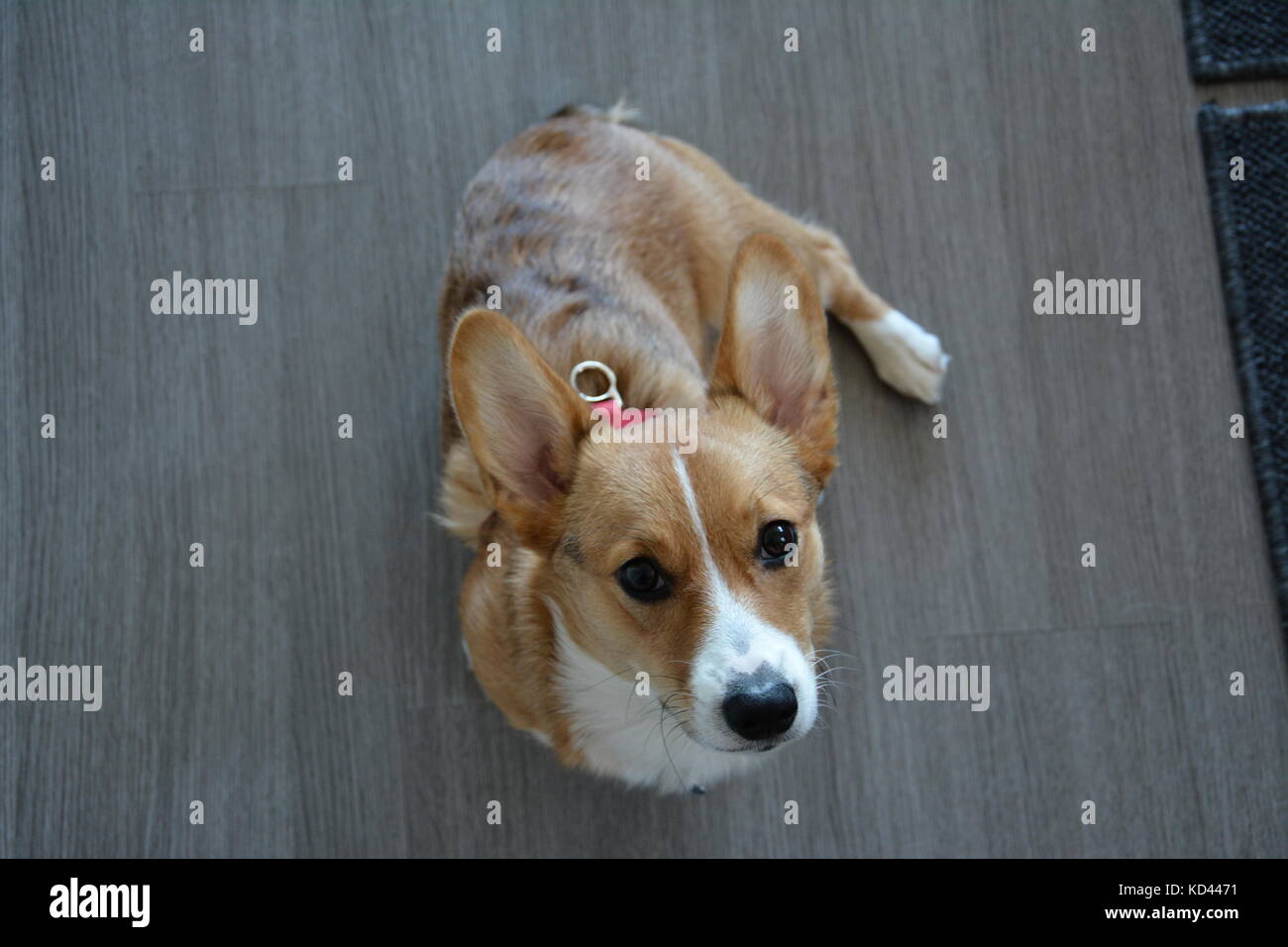 A red sable Welsh Pembroke Corgi puppy around his home in downtown ...