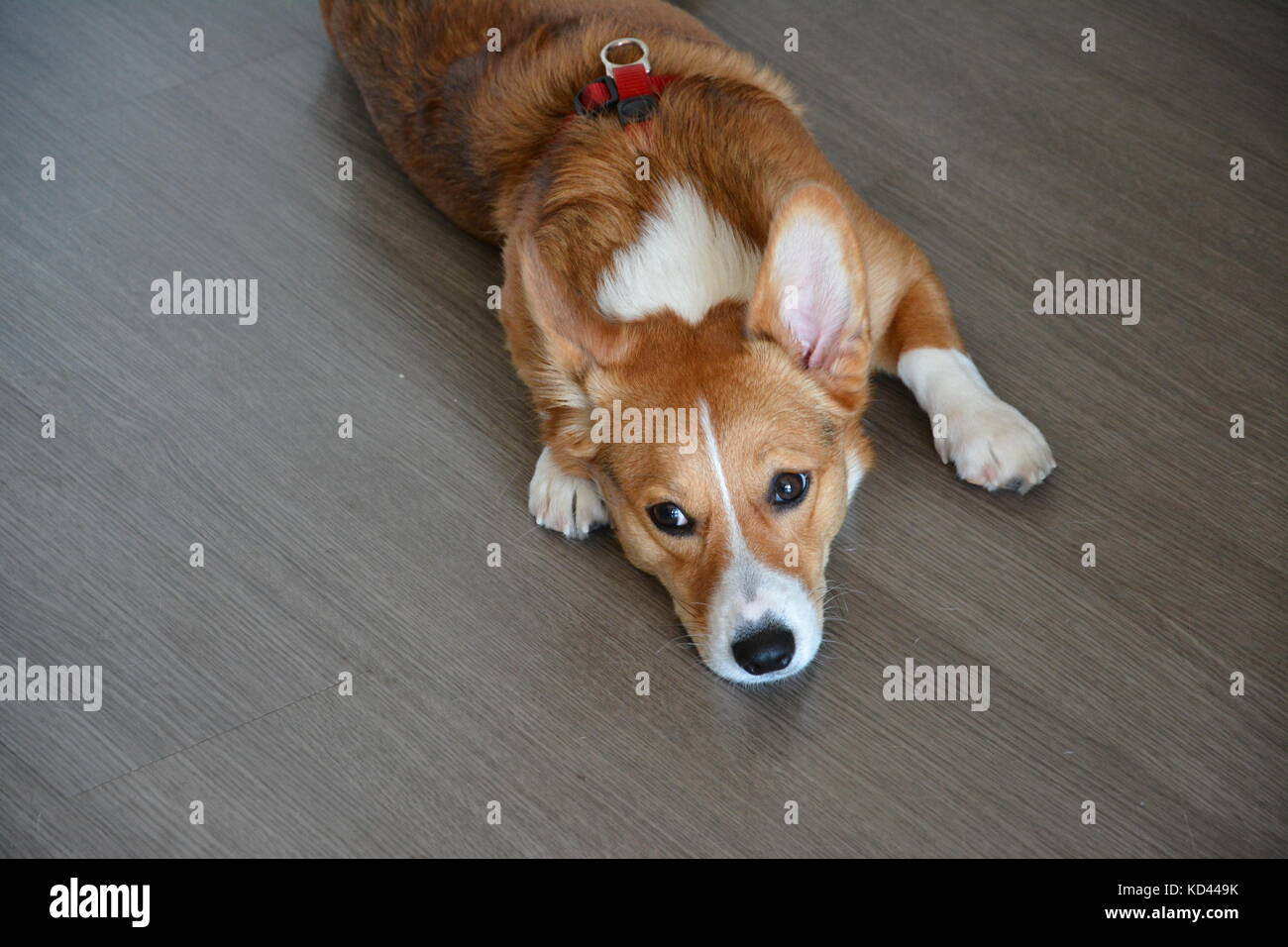 An adorable Pembroke Welsh Corgi puppy in Boston, United States of ...