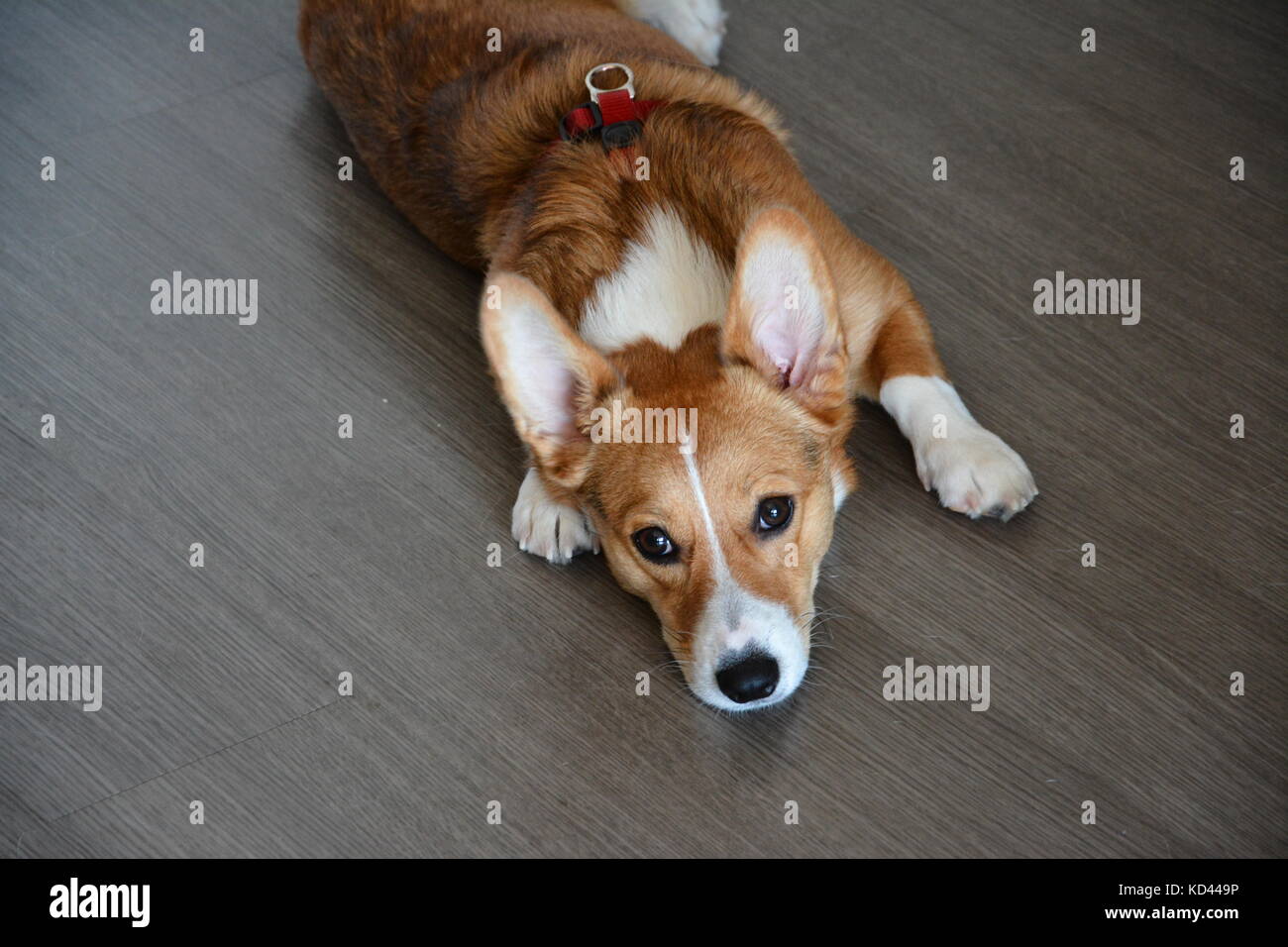An adorable Pembroke Welsh Corgi puppy in Boston, United States of ...