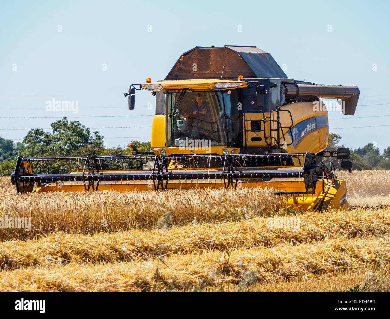 Combine harvester at work in local field Stock Photo - Alamy