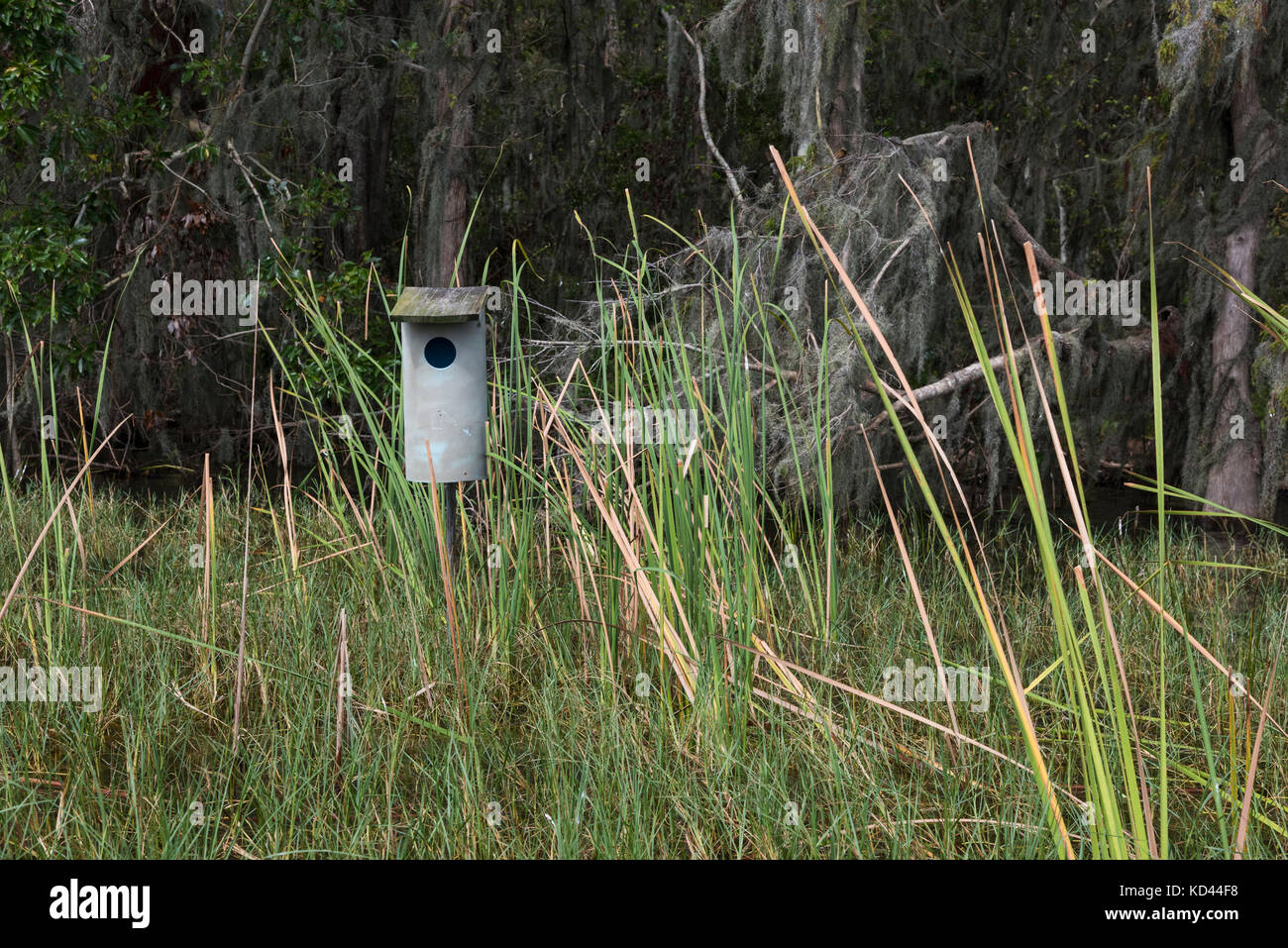 Wood duck nest box hi-res stock photography and images - Alamy