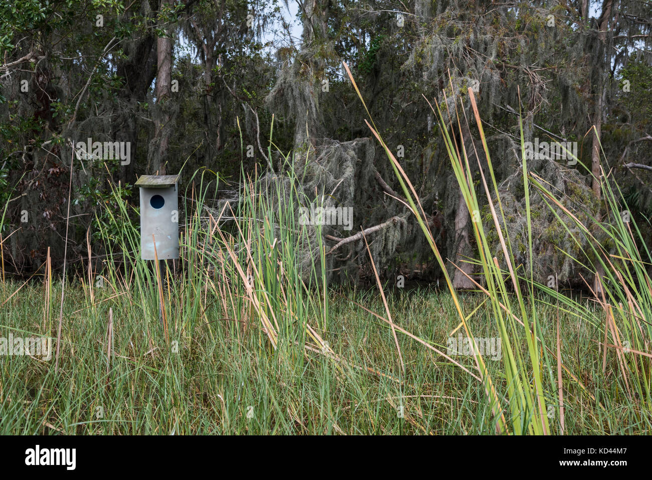 Wood Duck Nest box located on Lake Eustis in Central Florida USA Stock ...