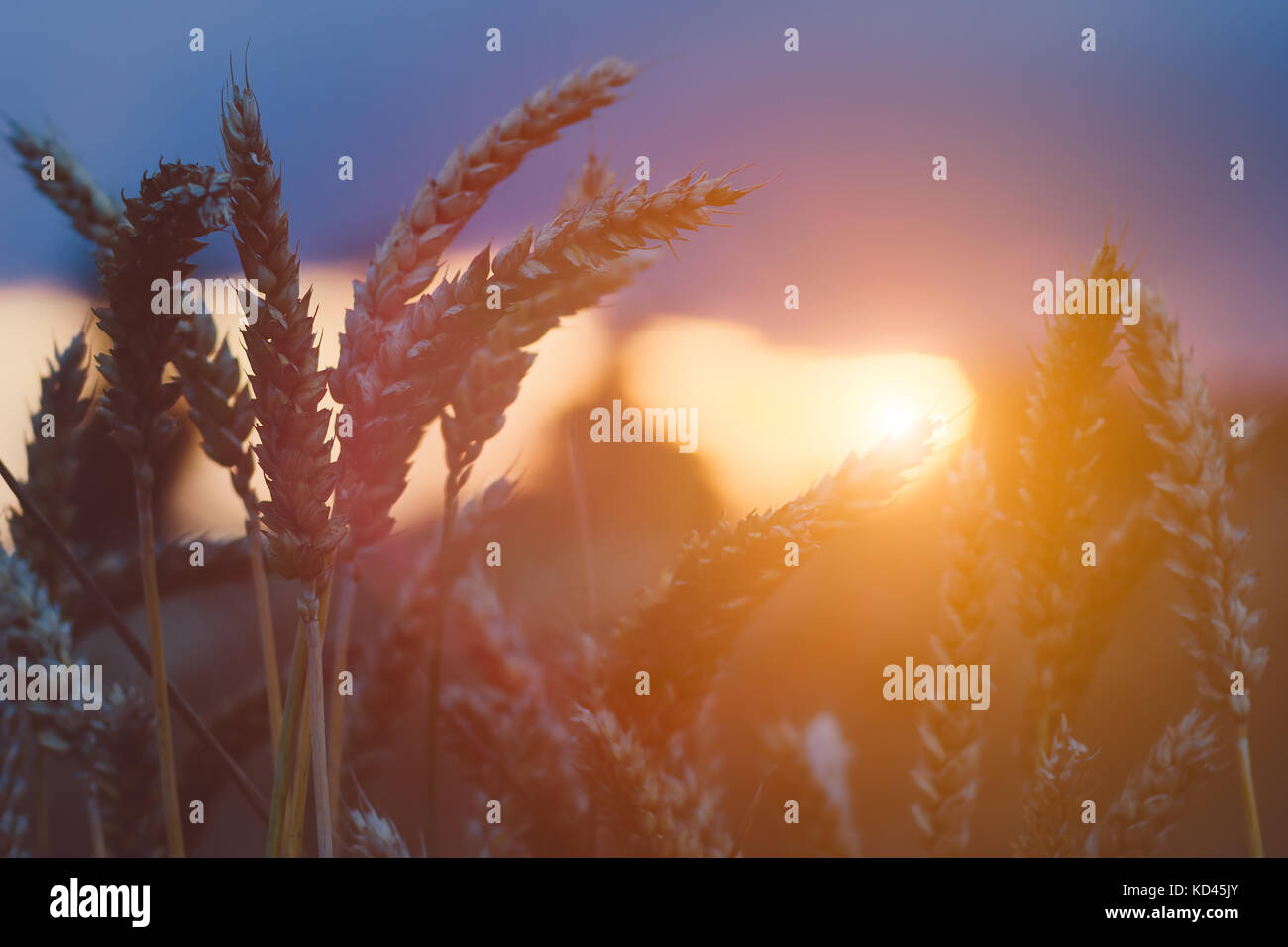 Wheat steams in evening sunset light flares. Natural light back lit ...