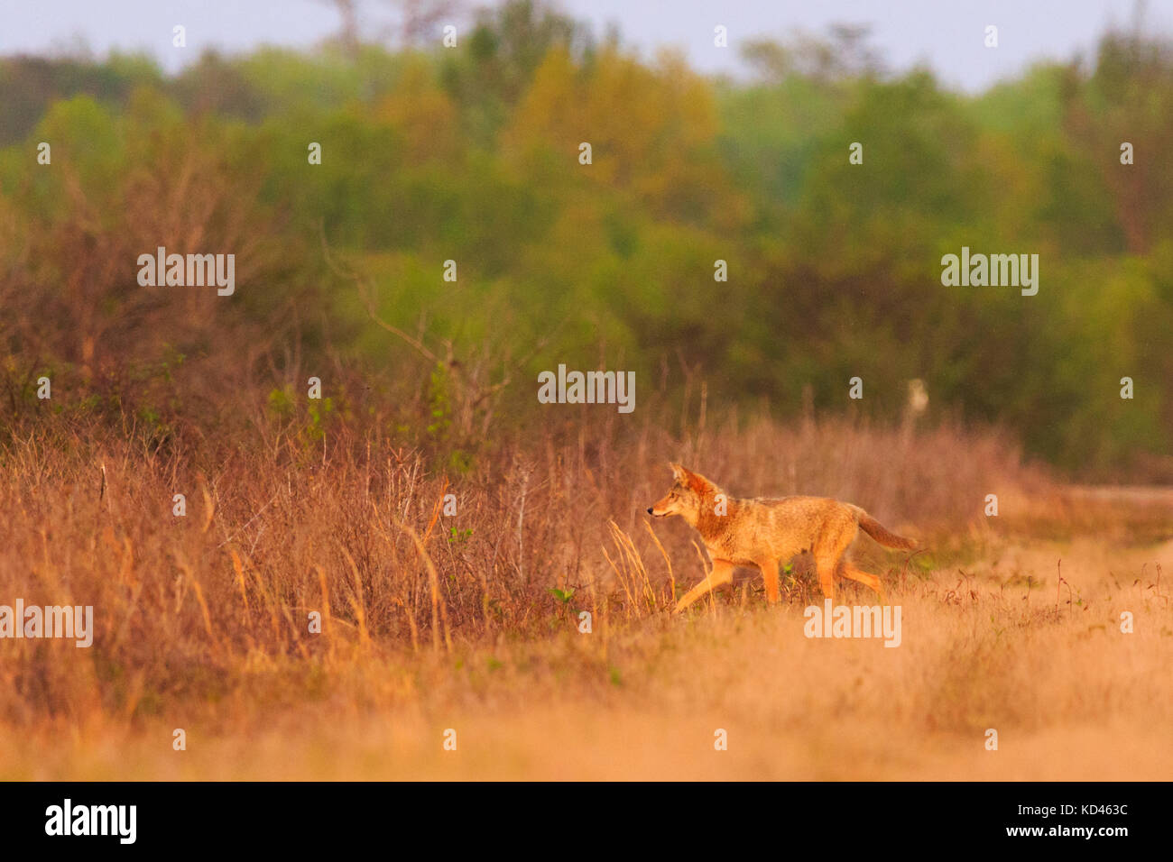 Bald knob hi-res stock photography and images - Alamy
