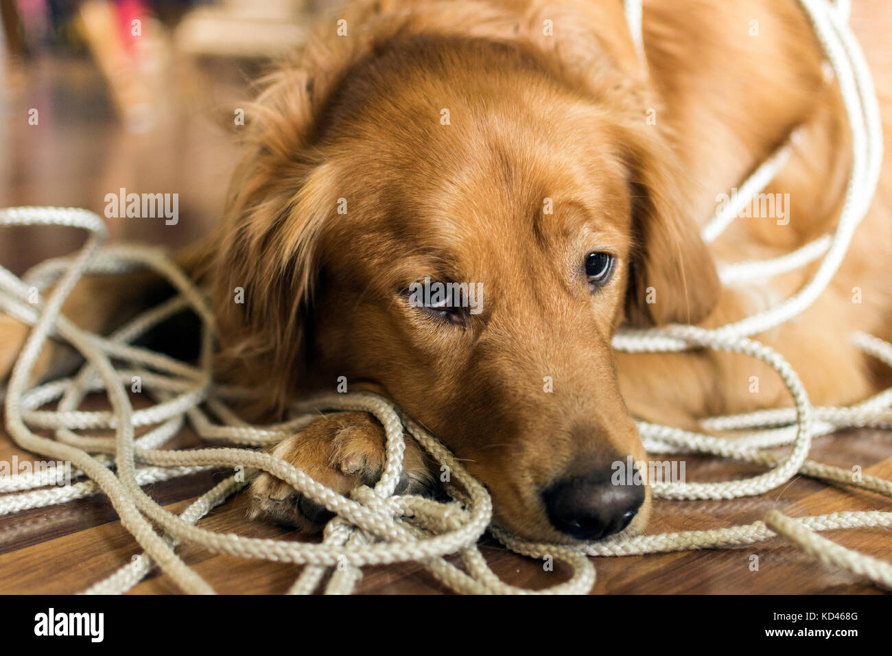 Golden retrieve hi-res stock photography and images - Alamy
