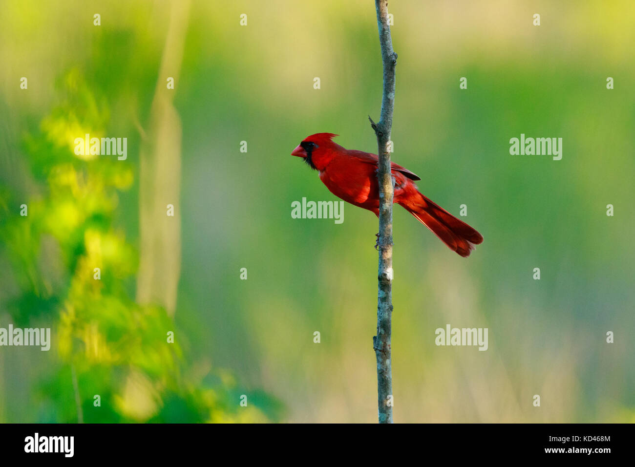 Male Cardinal sitting on a tree limb in Searcy, Akansas 2017 Stock ...
