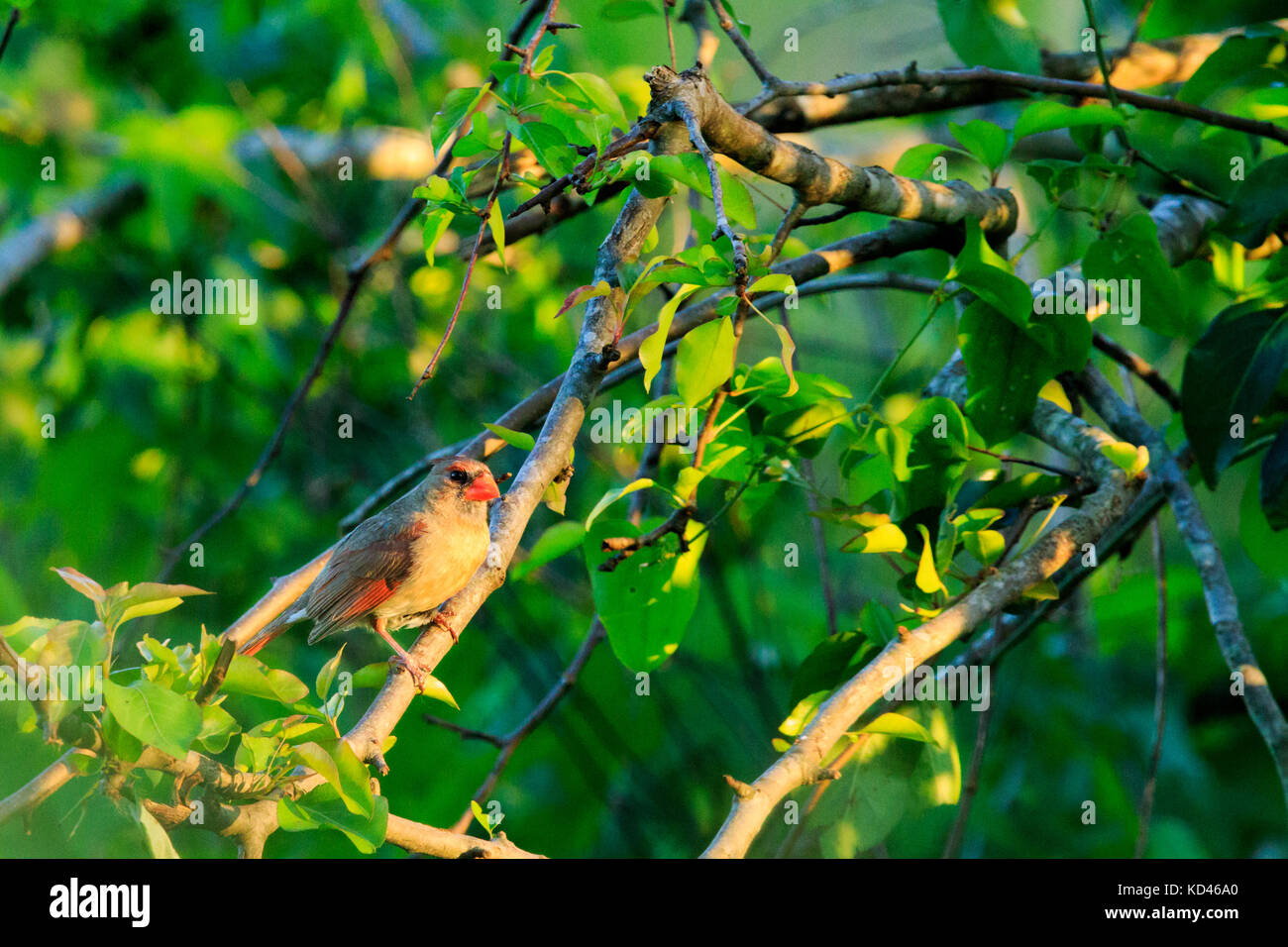 Cardinal on limb hi-res stock photography and images - Alamy