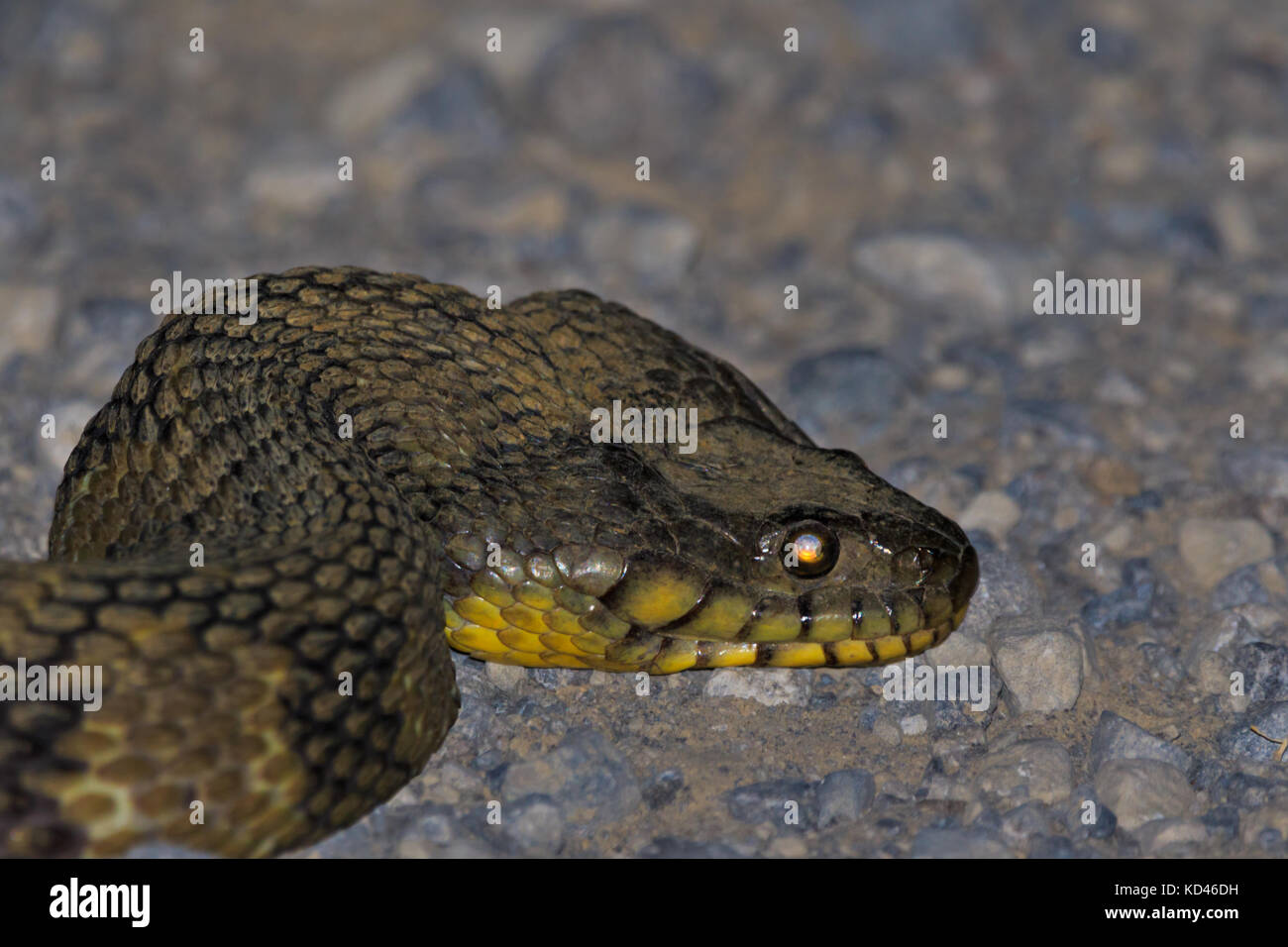Diamond back water snake hi-res stock photography and images - Alamy