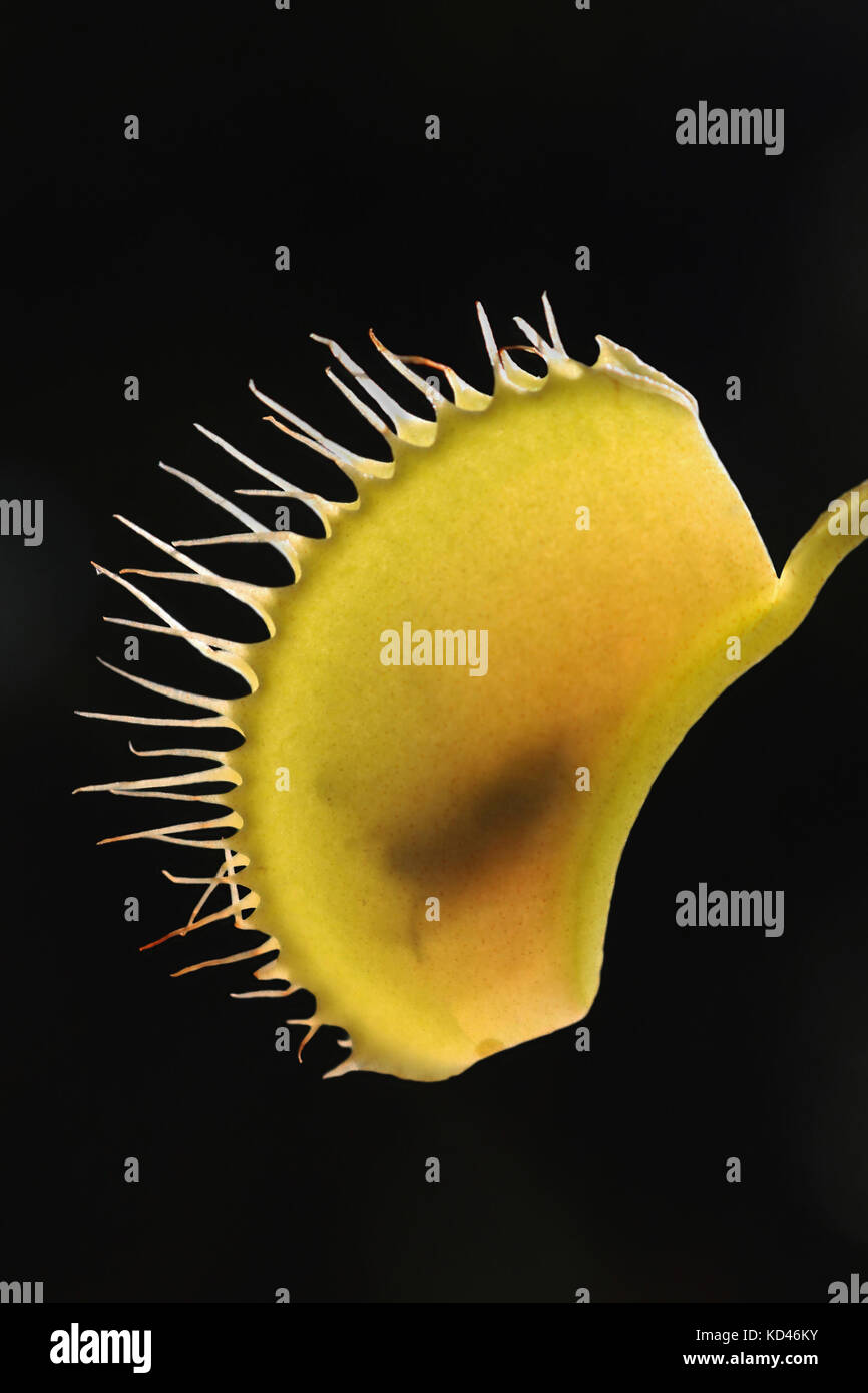 Yellow venus fly trap hi-res stock photography and images - Alamy
