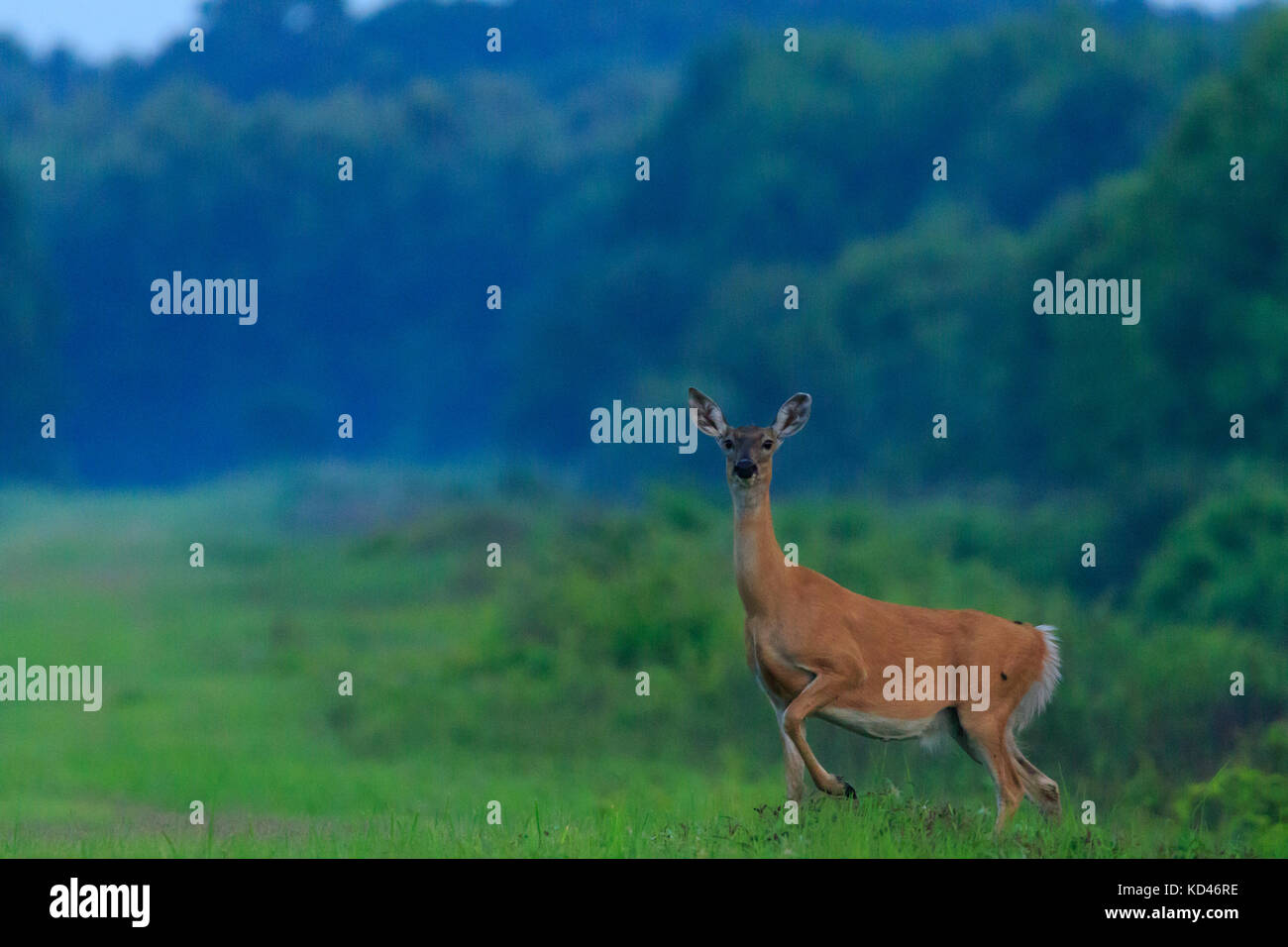 A female Deer comes out of the brush and is about to flee after ...