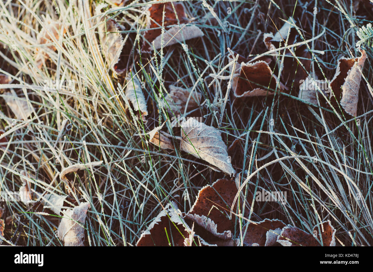 Frozen dry leaves Stock Photo - Alamy
