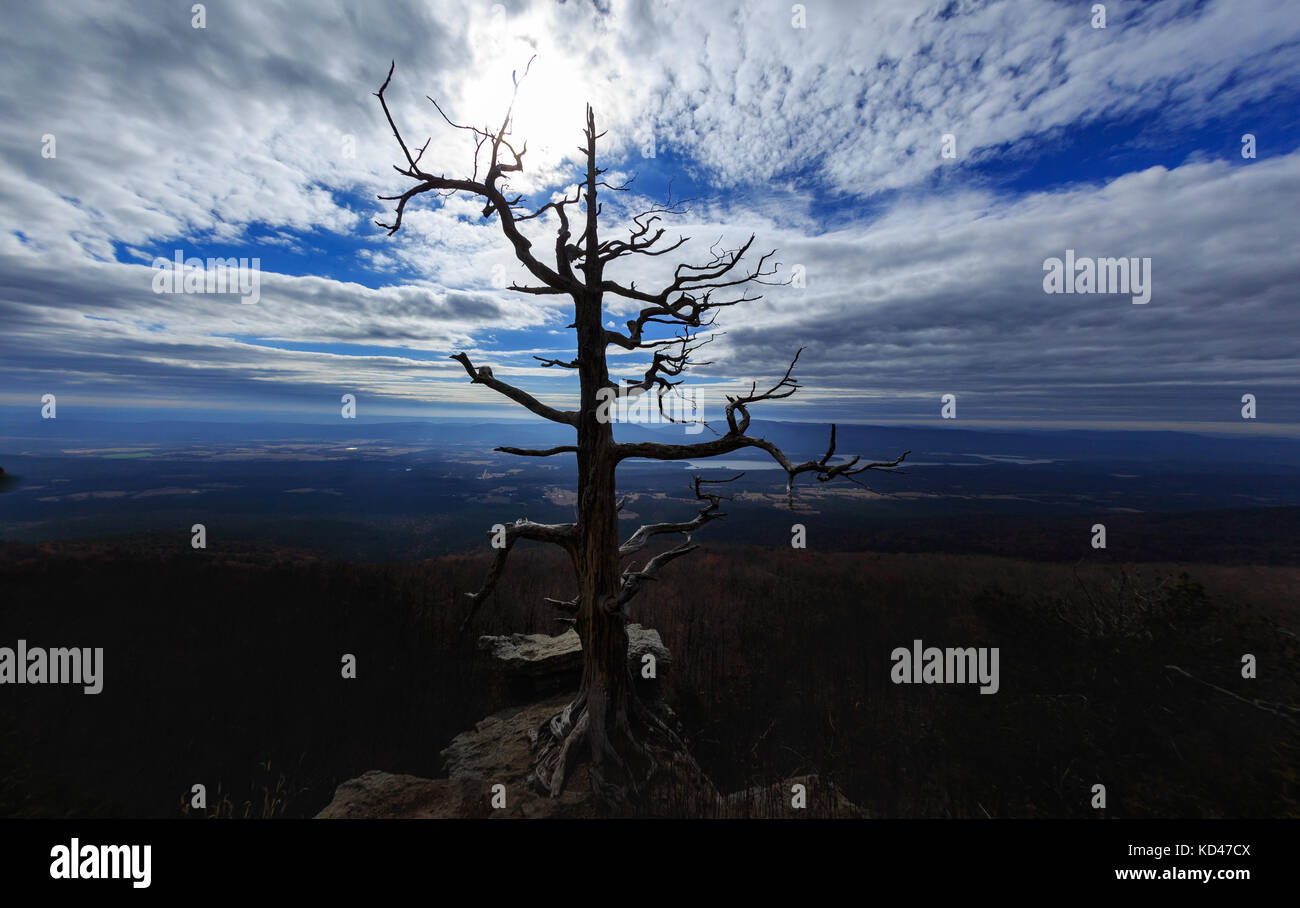 A tree growing on the edge of a cliff at Mount Magazine State Park ...