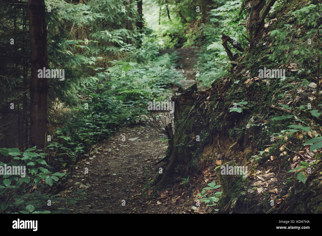 Summer green forest Stock Photo - Alamy