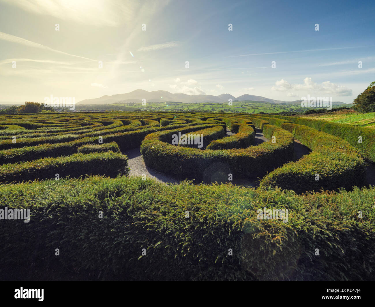 hedge maze against blue sky,Northern Ireland Stock Photo - Alamy