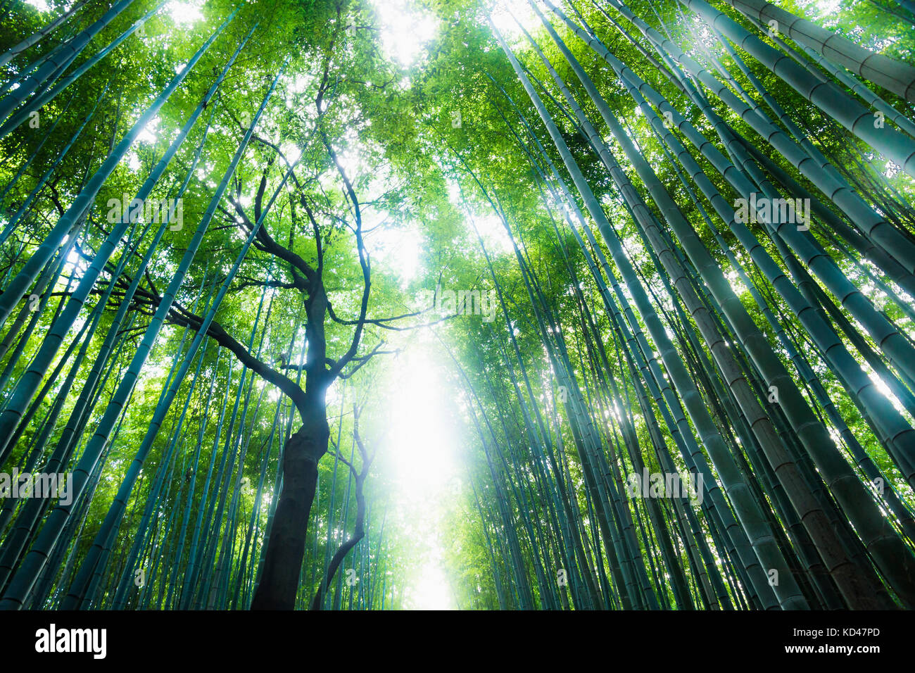 Arashiyama bamboo forest with sun hi-res stock photography and images ...