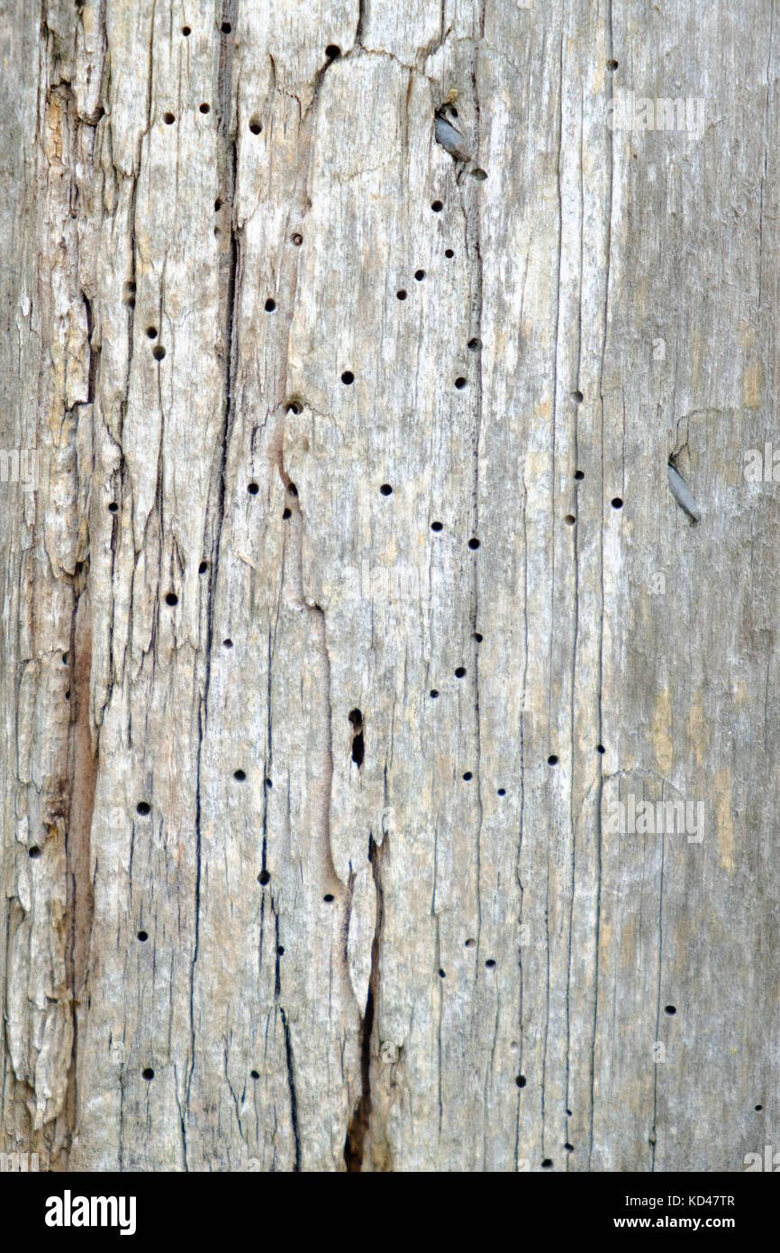 Woodworm in wooden door, Rocher Head Farm, High Bradfield, Peak ...