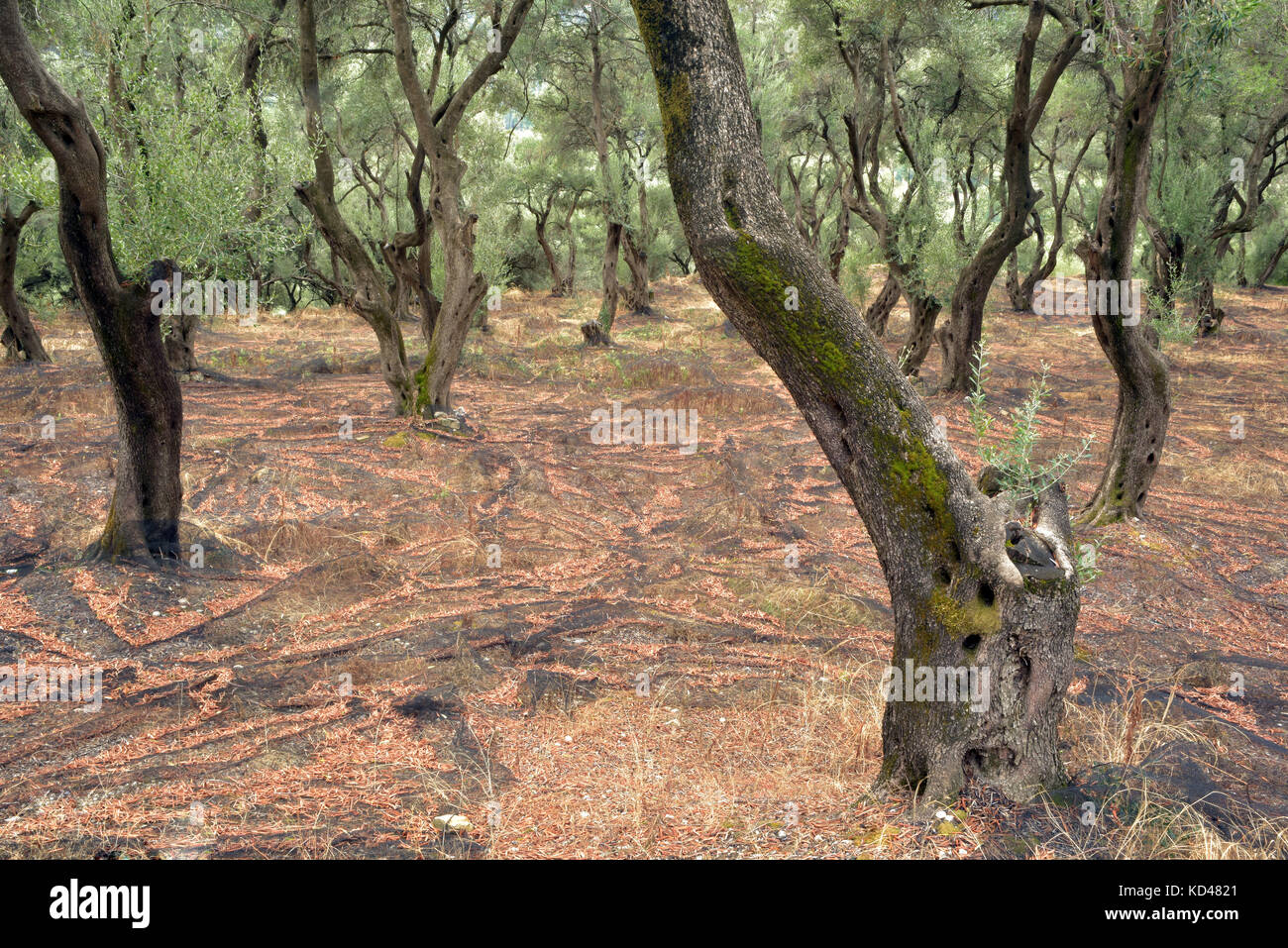 Mature Olive trees in a forest in Greece ready for harvesting for olive ...
