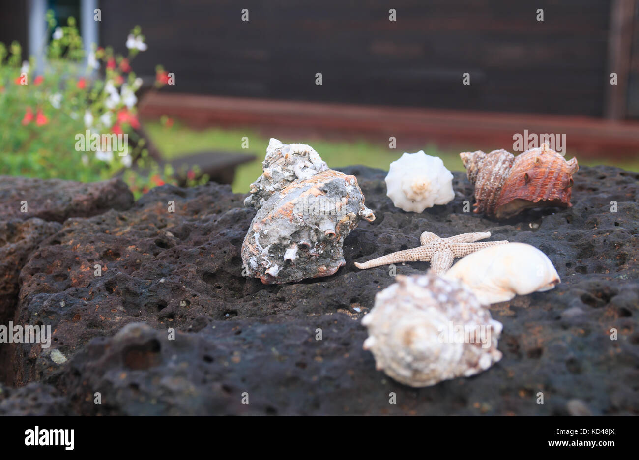 Jeju wildlife hi-res stock photography and images - Alamy