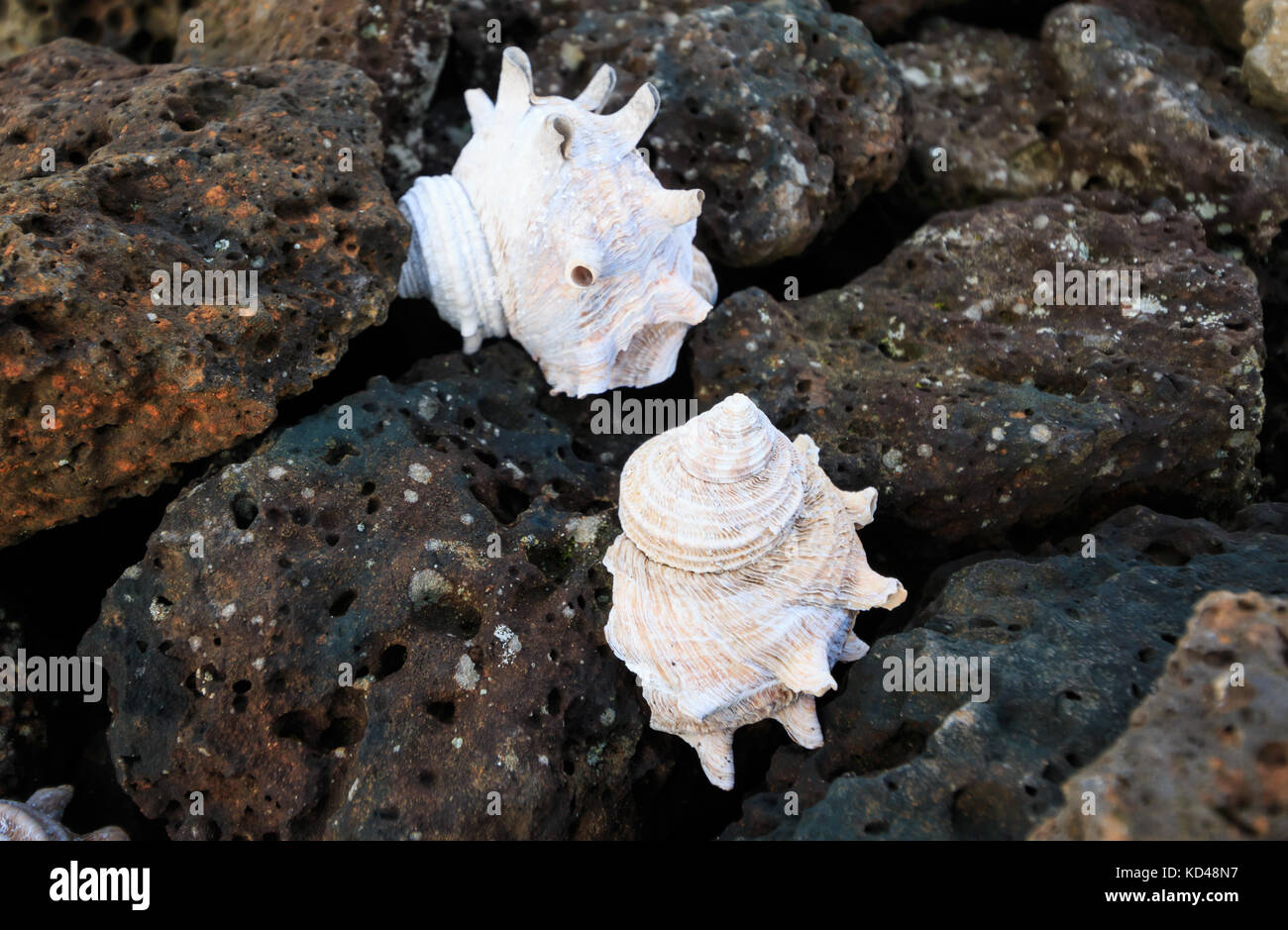 Conch Shell on the basalt rock in Jeju Isalnd, Korea Stock Photo - Alamy