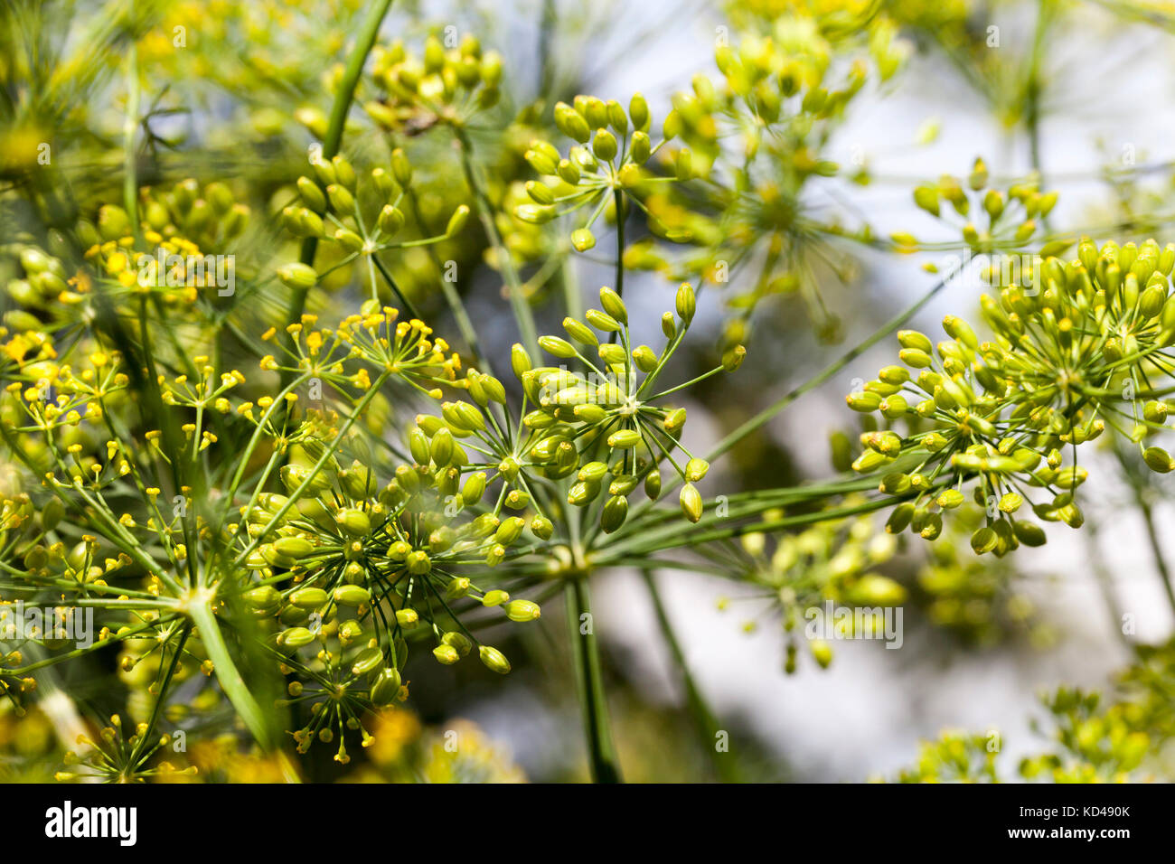 Umbrellas of dill, field Stock Photo - Alamy