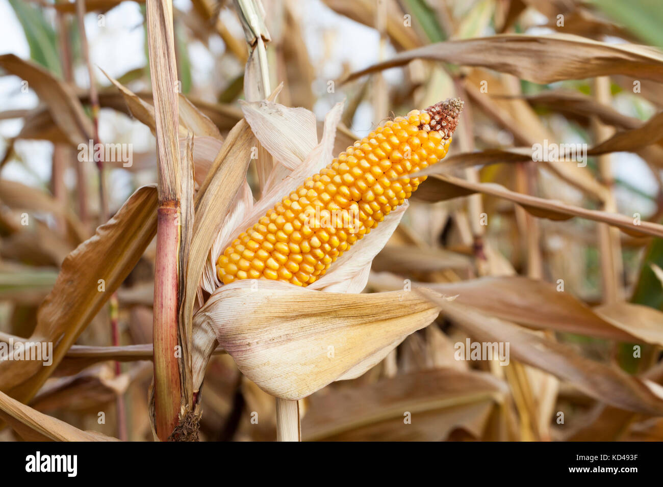 Empty corn cob hi-res stock photography and images - Alamy