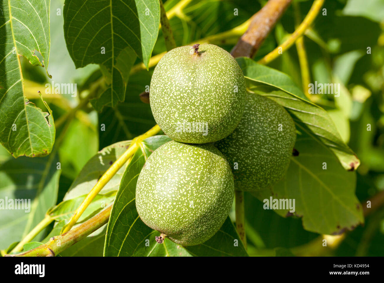 Walnut on a tree Stock Photo - Alamy