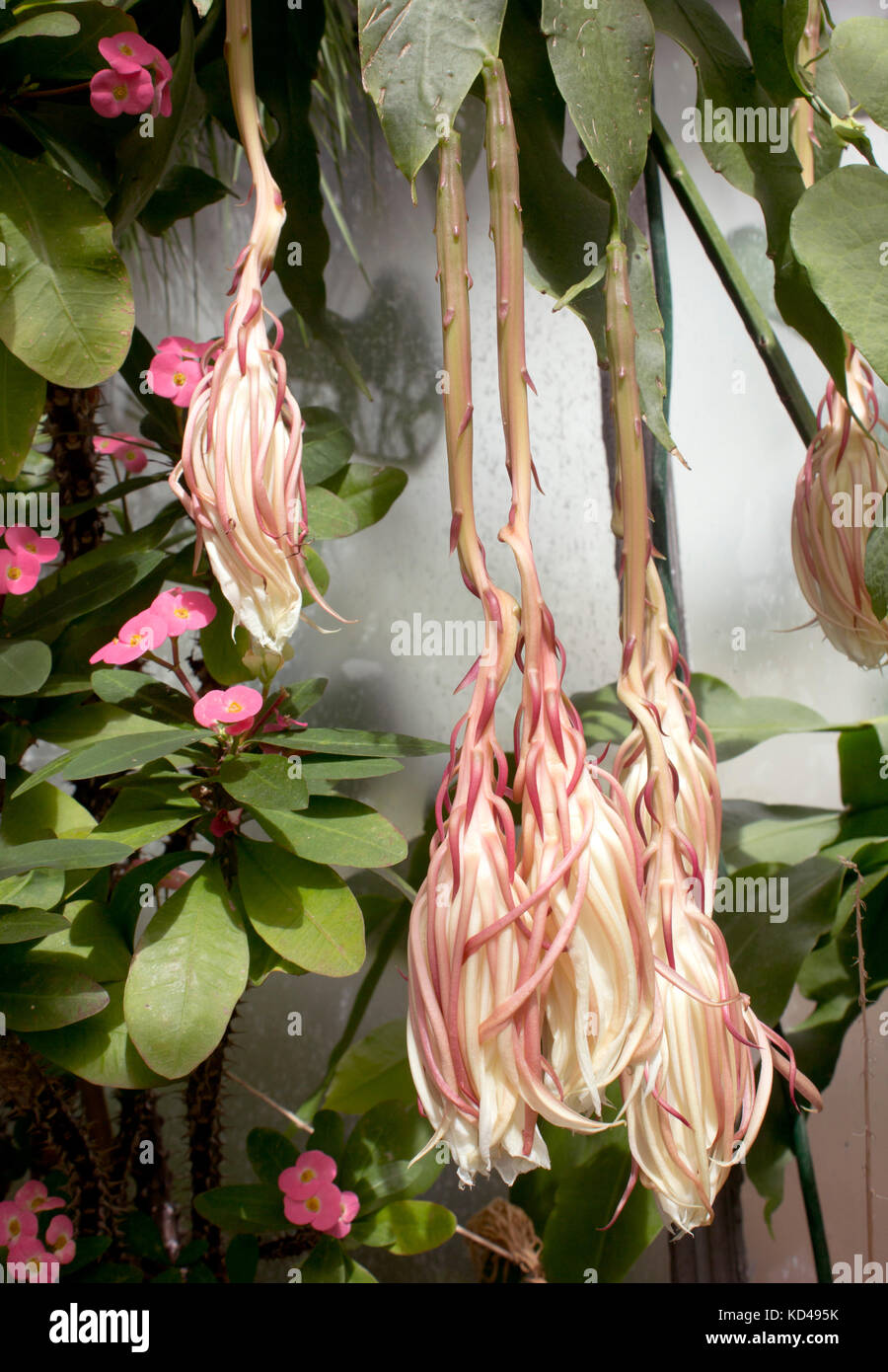 Magnifica Medinilla. "Pink Lantern" flower Stock Photo - Alamy