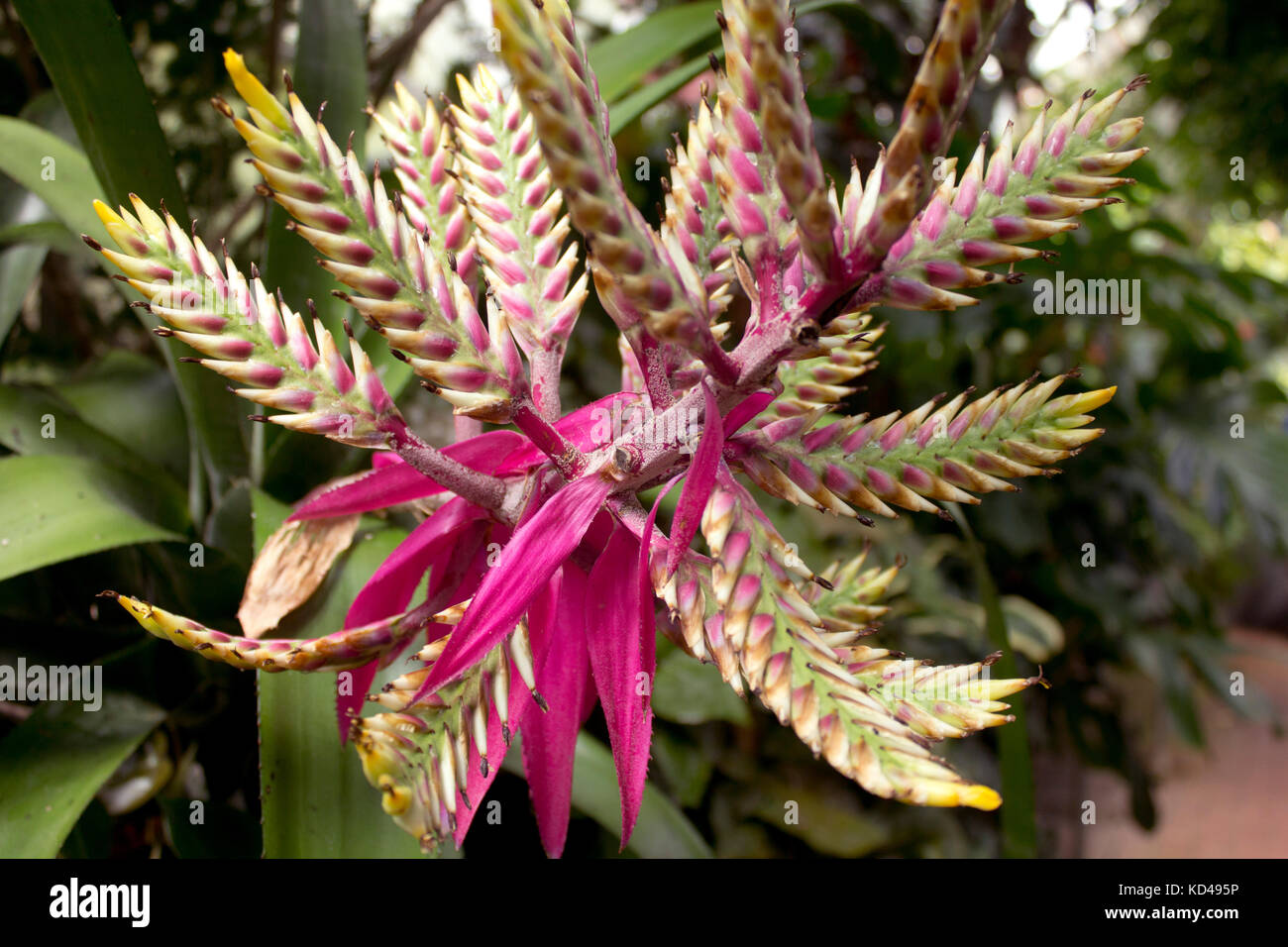 Magenta Bromeliad bracts Stock Photo - Alamy