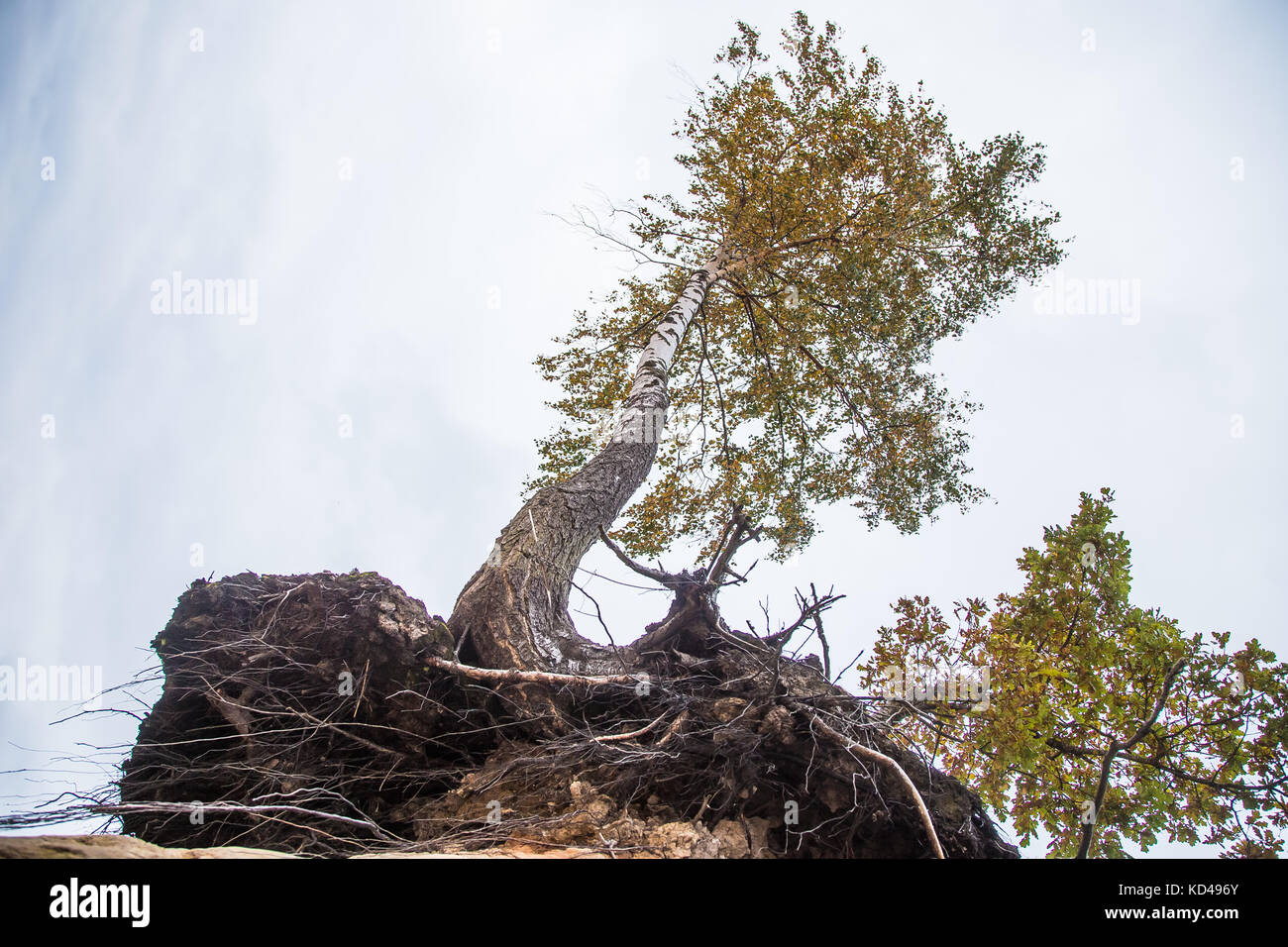 A beautiful sandstone shore landscape. Trees growing on a sandstone ...