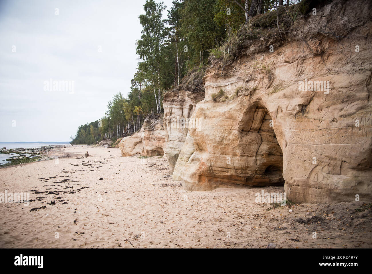 A beautiful sandstone shore landscape. Trees growing on a sandstone ...