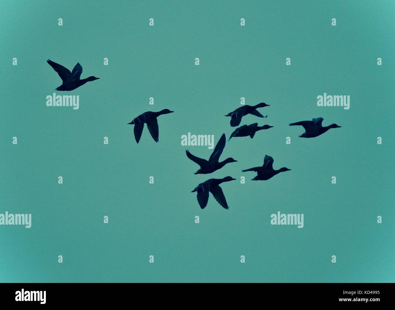 Flying group mallards hi-res stock photography and images - Alamy
