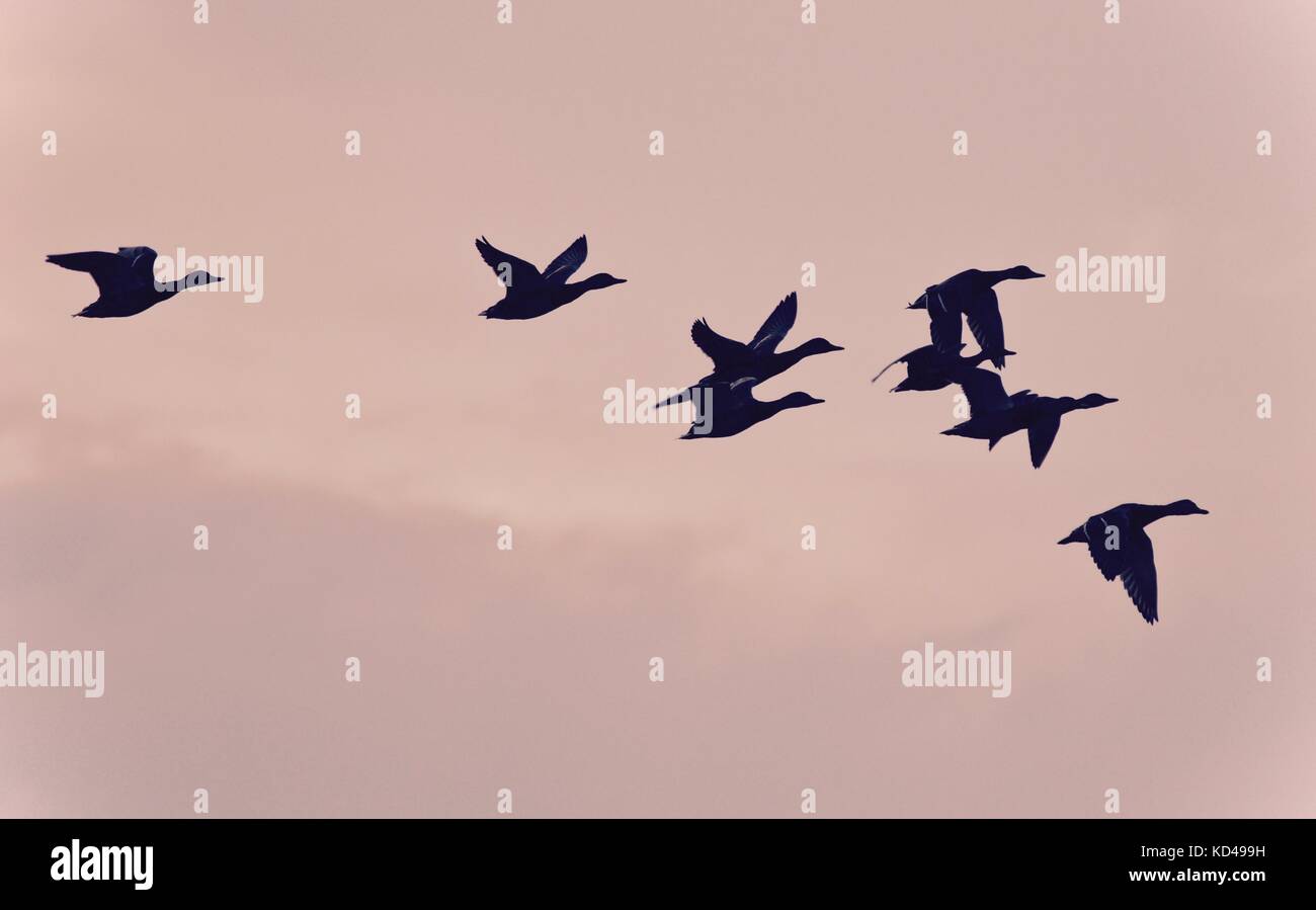 Group of mallards hi-res stock photography and images - Alamy