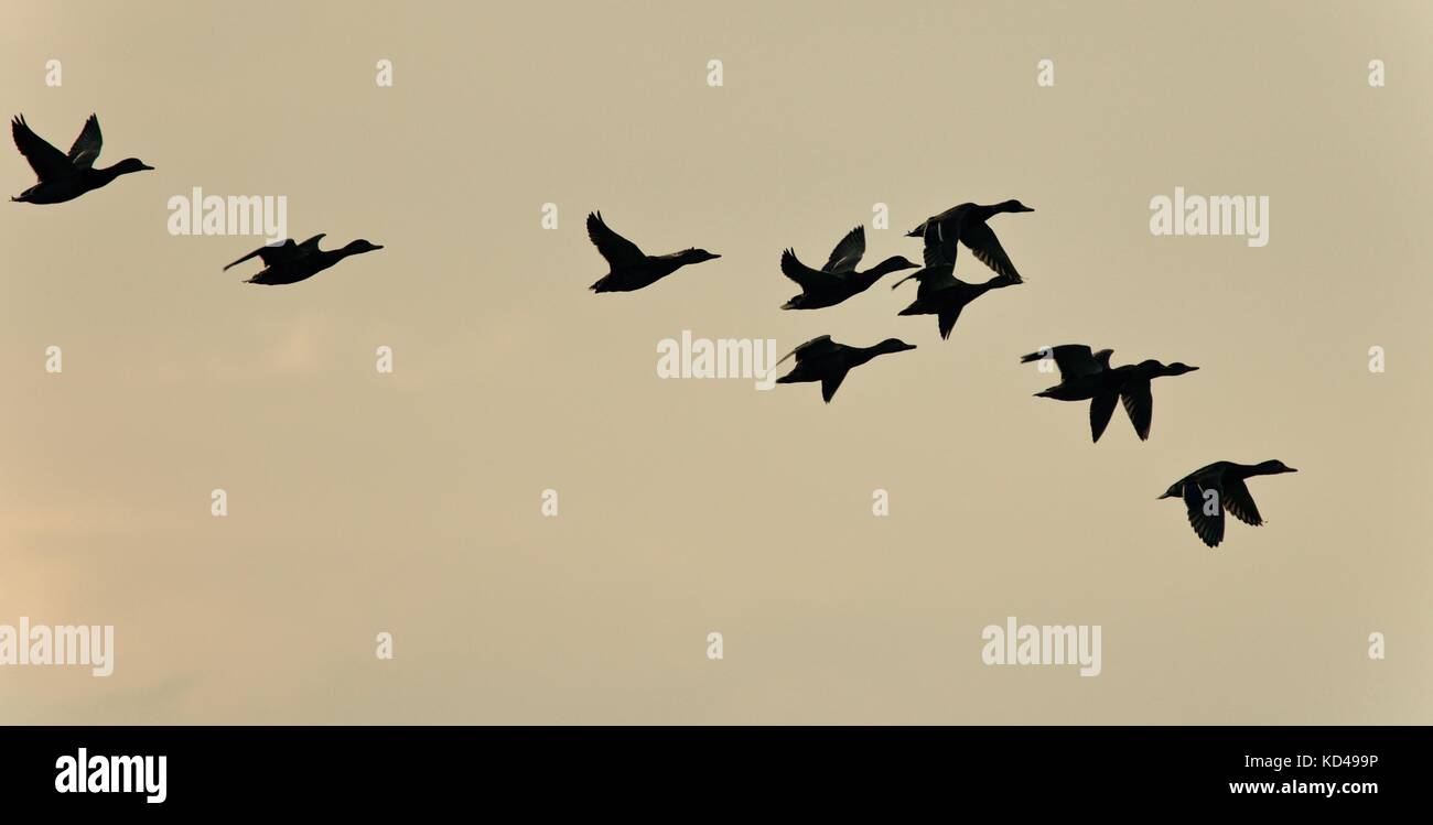 Background with a swarm of ducks flying in the sky Stock Photo - Alamy