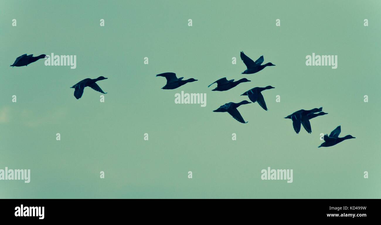 Isolated image of a group of ducks flying Stock Photo - Alamy