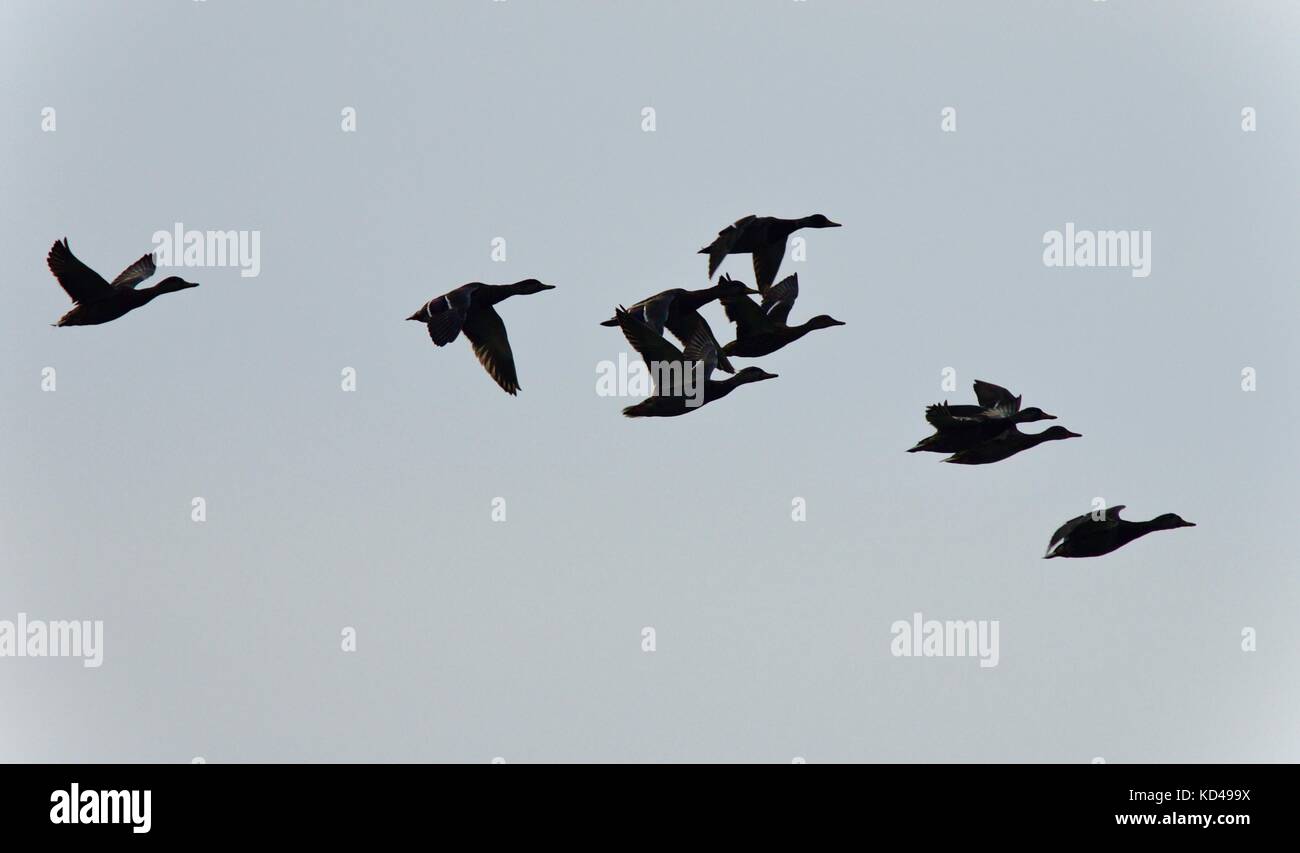 Photo of a swarm of ducks flying in the sky Stock Photo - Alamy