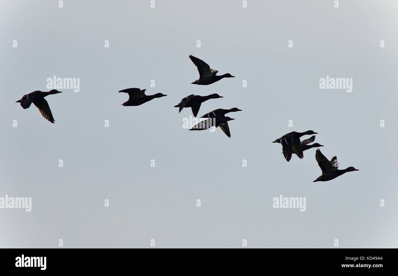 Isolated photo of a group of ducks flying Stock Photo - Alamy