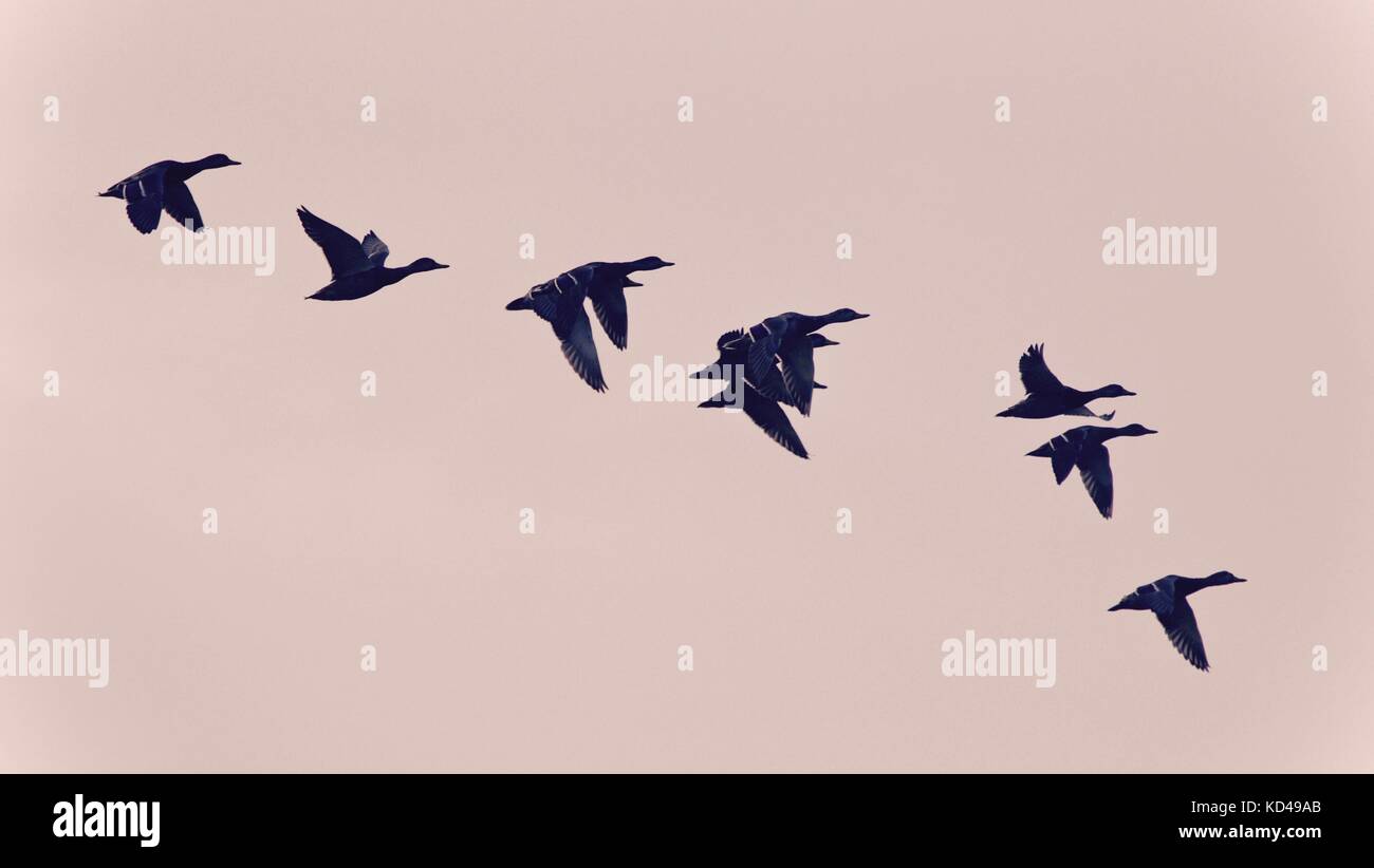 Image of a group of ducks flying in the sky Stock Photo - Alamy