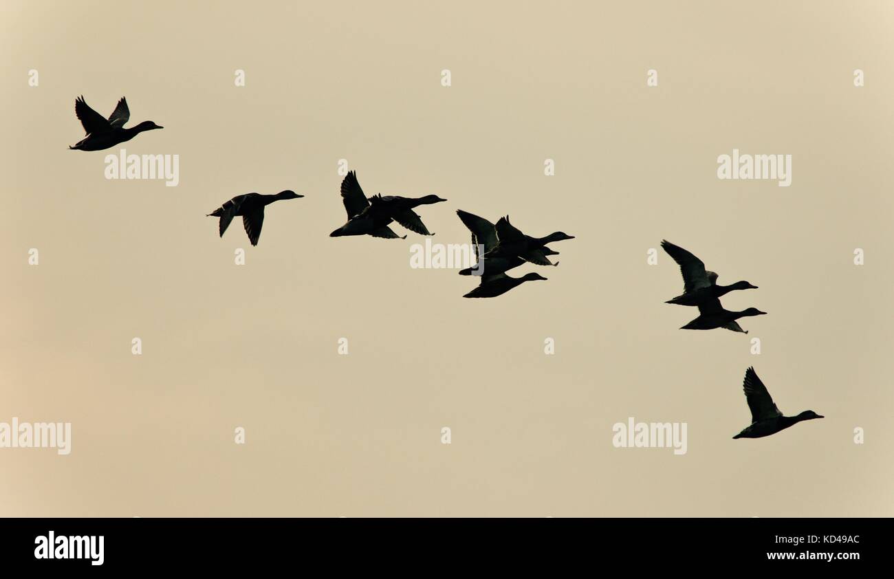 Isolated photo of a group of ducks flying Stock Photo - Alamy