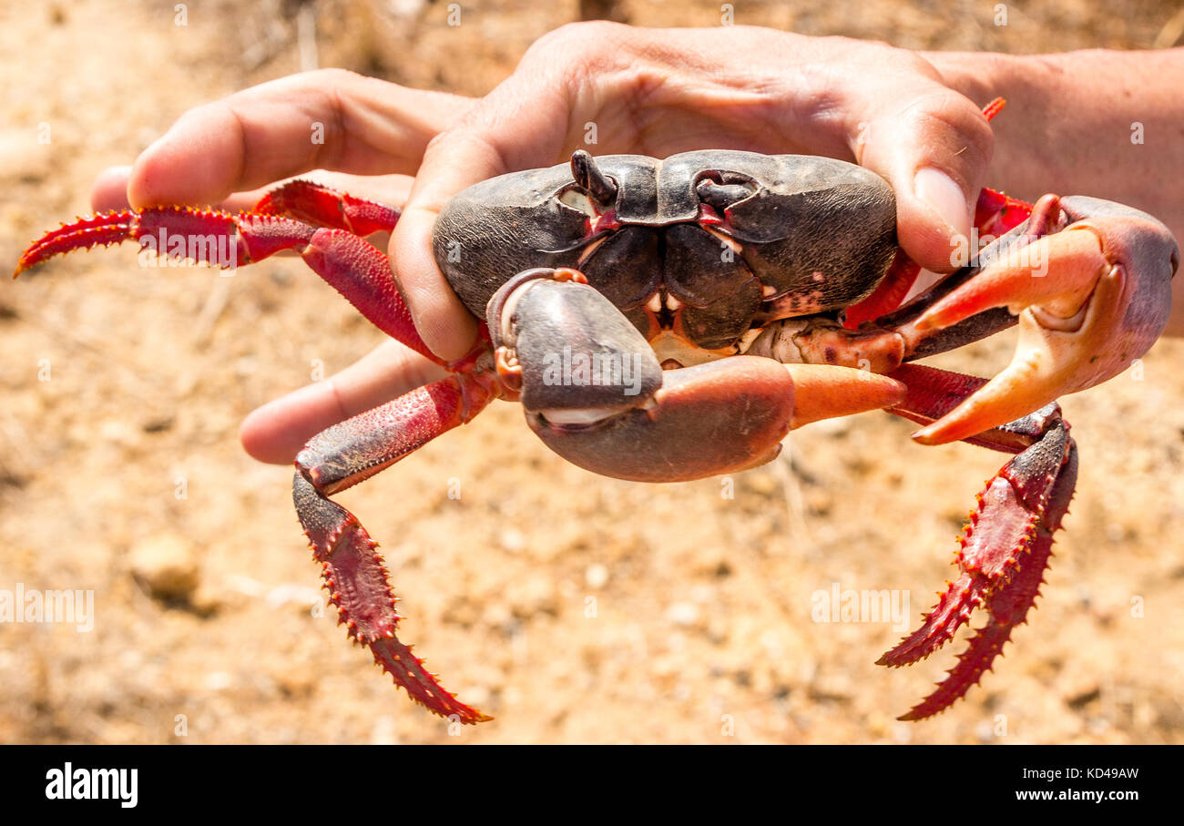 Red Land Crabs High Resolution Stock Photography and Images - Alamy
