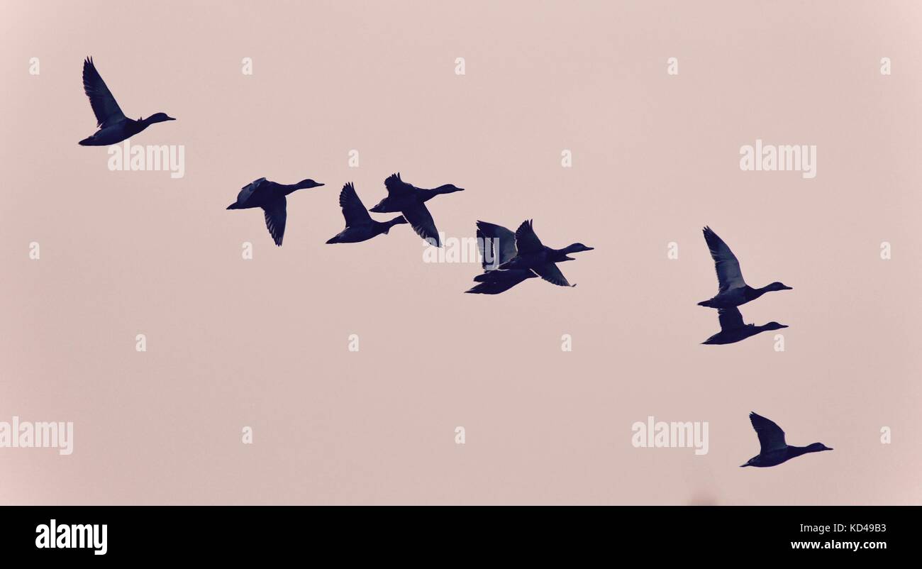 Isolated picture with a group of ducks flying Stock Photo - Alamy